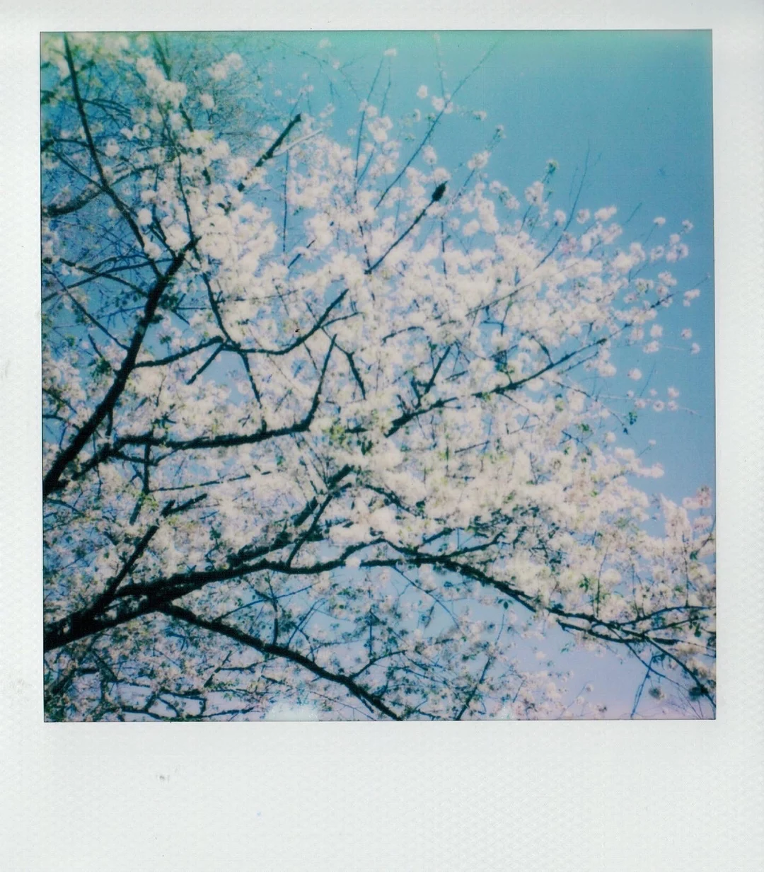 Spring Bloom [SX-70] | Scrolller