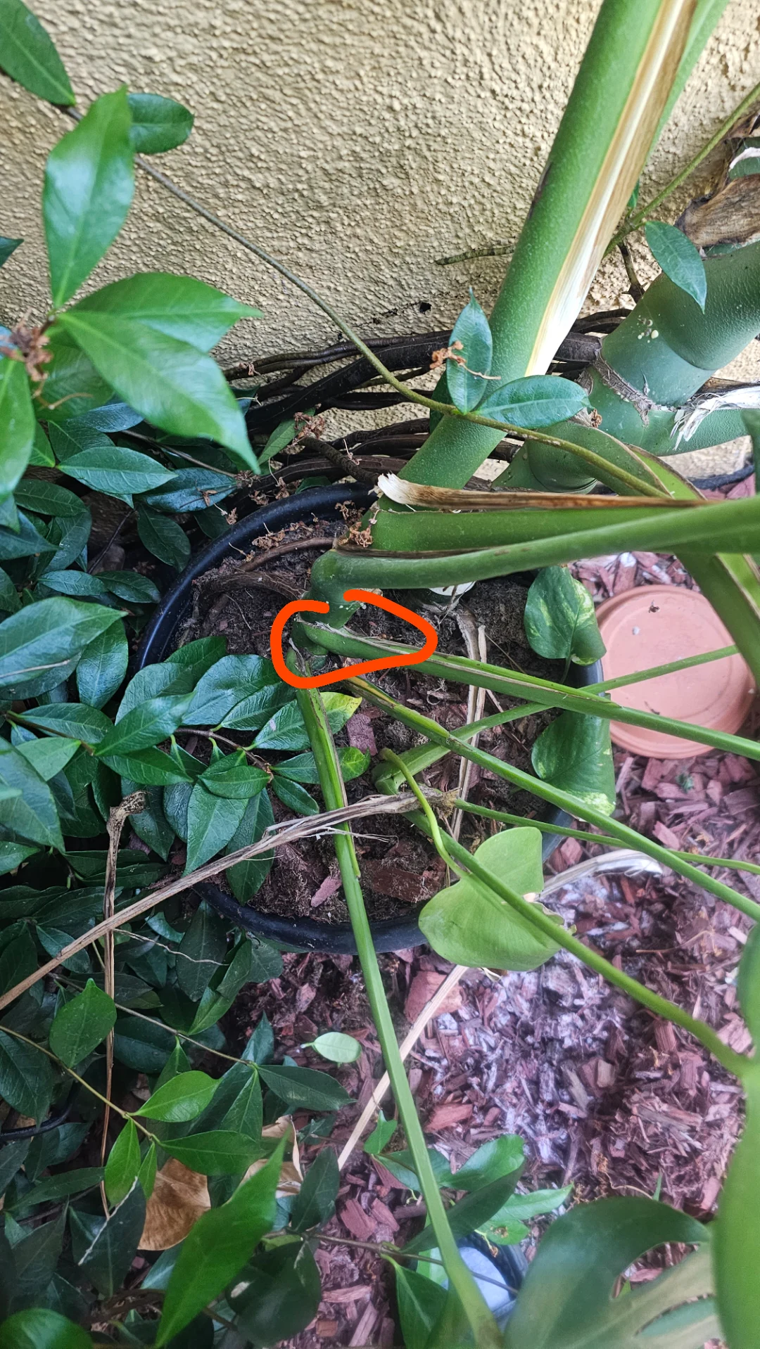 Does anyone have info on cloning? | Scrolller