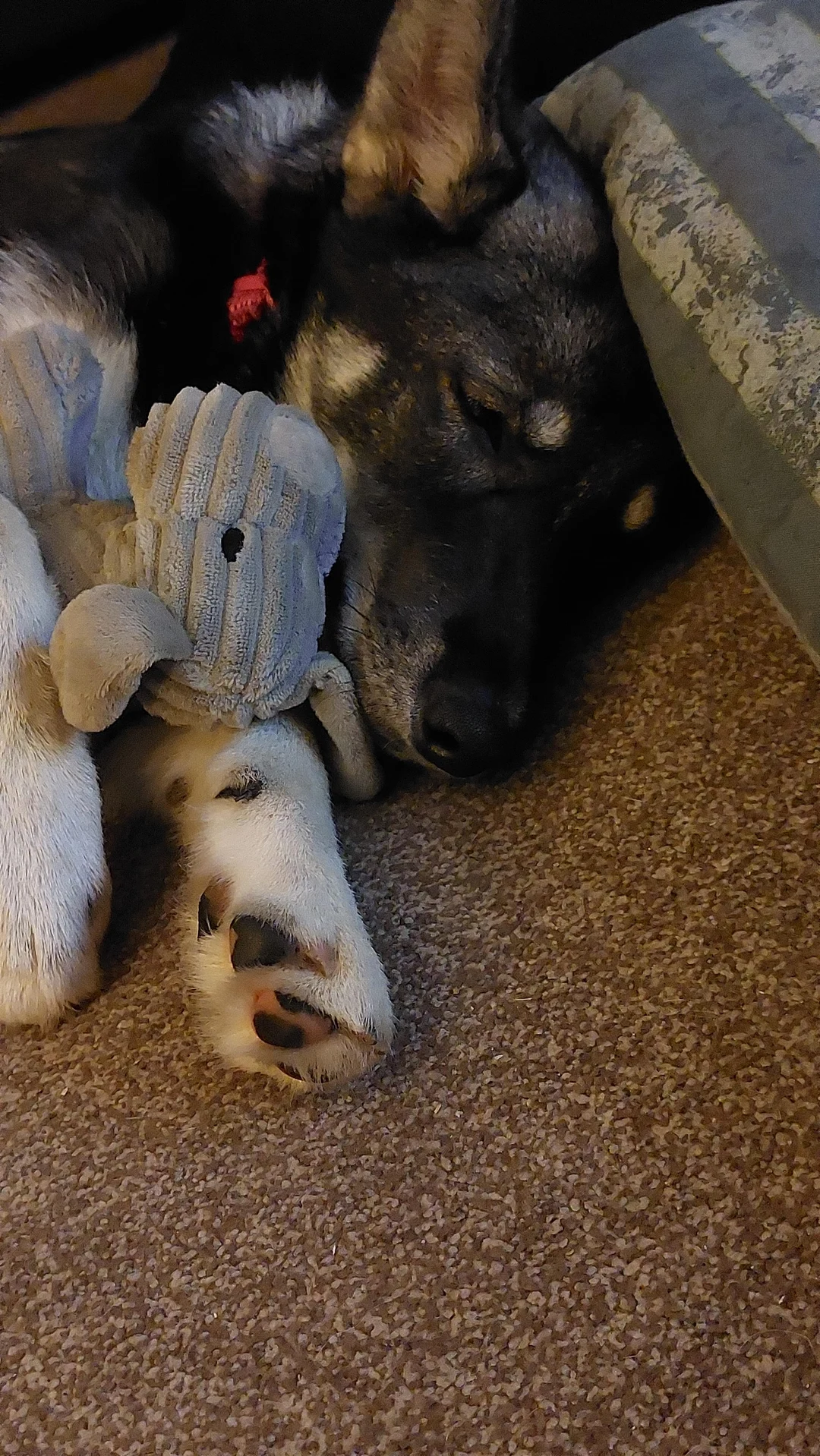 Luna can't sleep without her little doggo toy | Scrolller