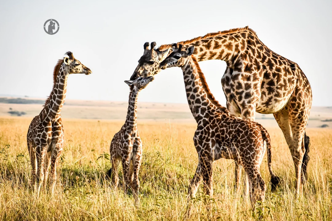 Some days just start better than others. Happy Giraffe Friday. Masai Giraffes,Masai Mara,Kenya ...