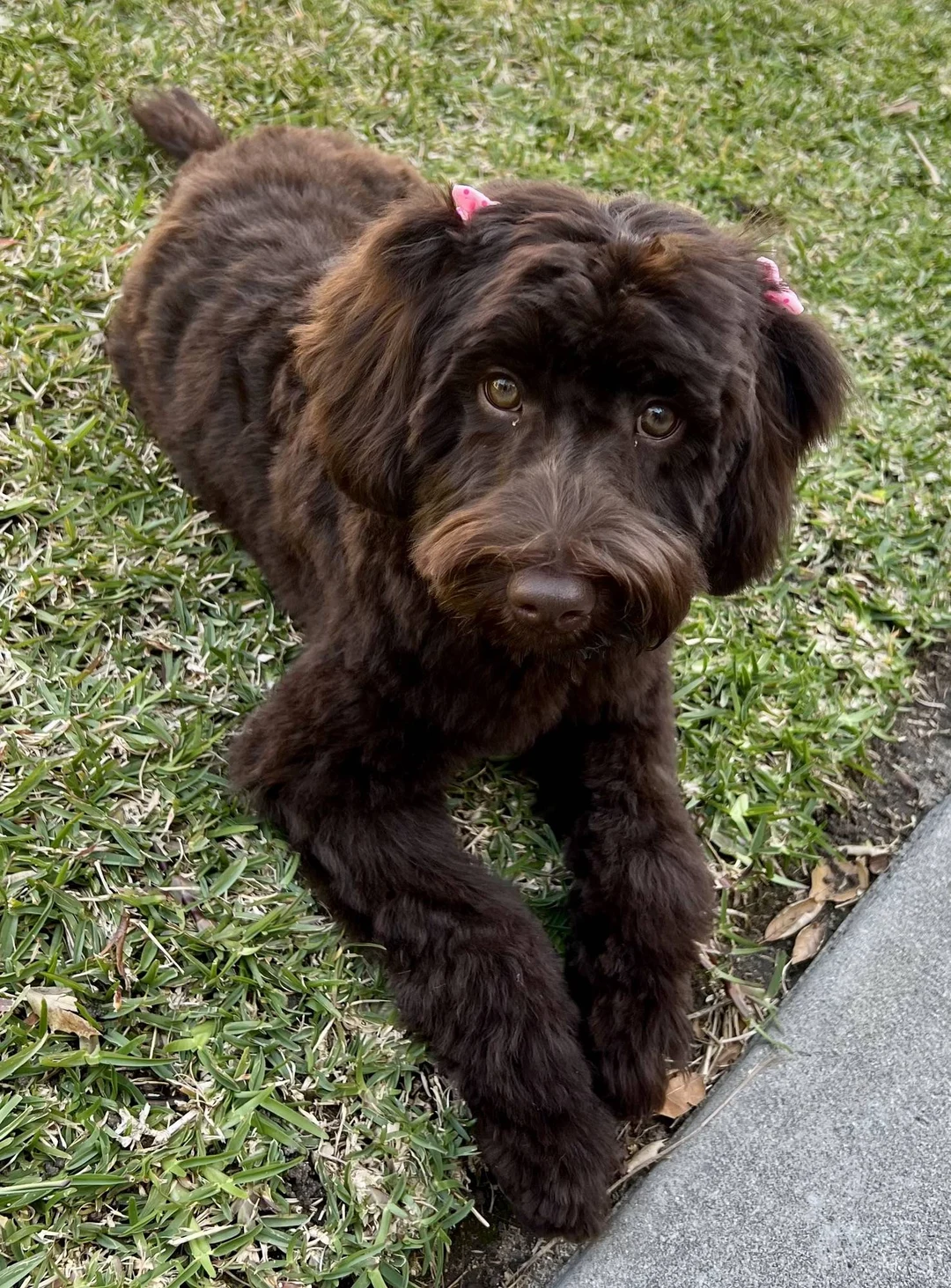 Fresh cut for Dory (5 months, Australian Labradoodle) | Scrolller
