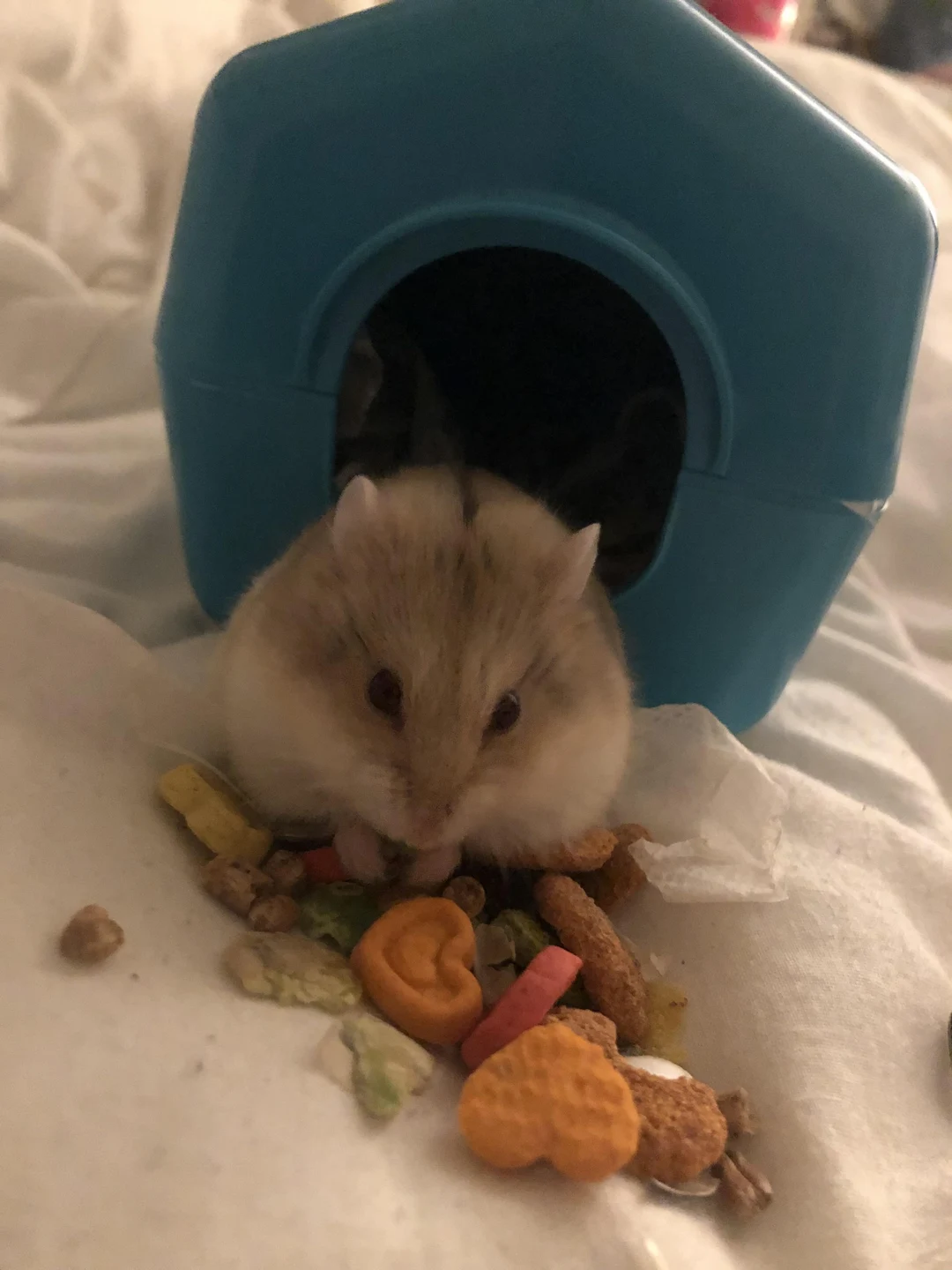 Accessible hamster enclosure | Scrolller