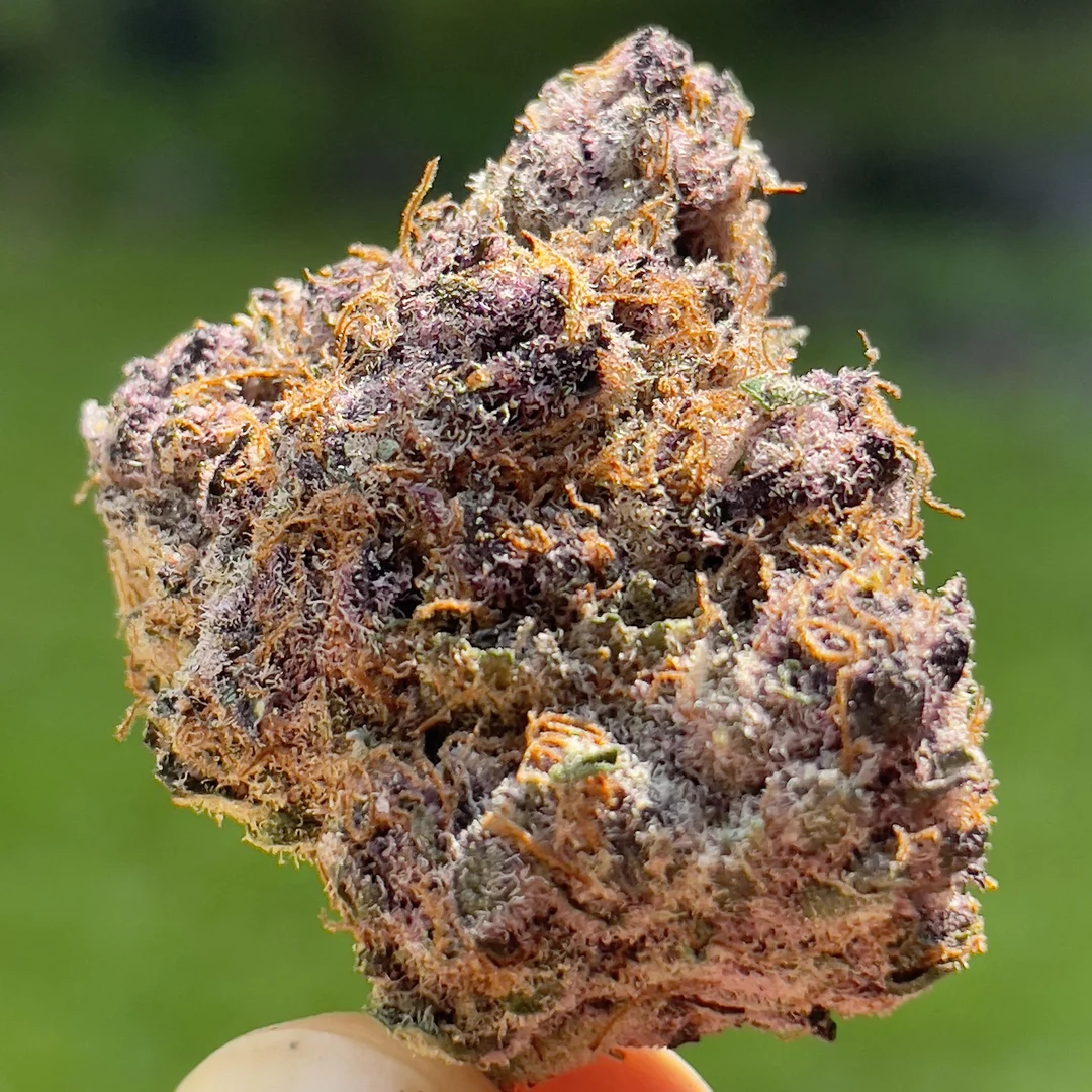 Tropicana cherry from a dispensary in Pai, Thailand. | Scrolller