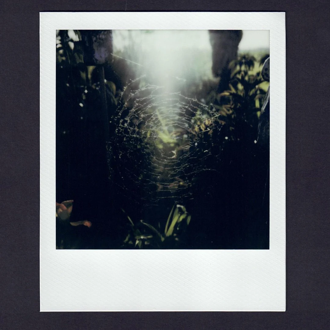 Spider Web | Scrolller