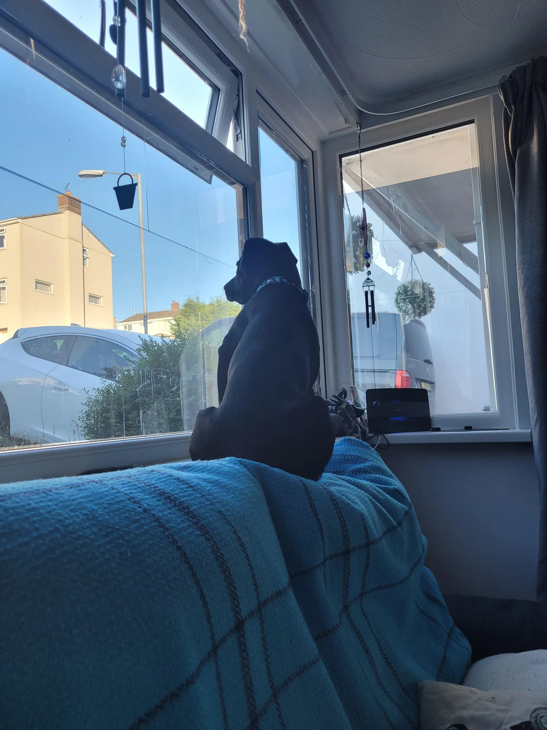 nosy neighbour | Scrolller