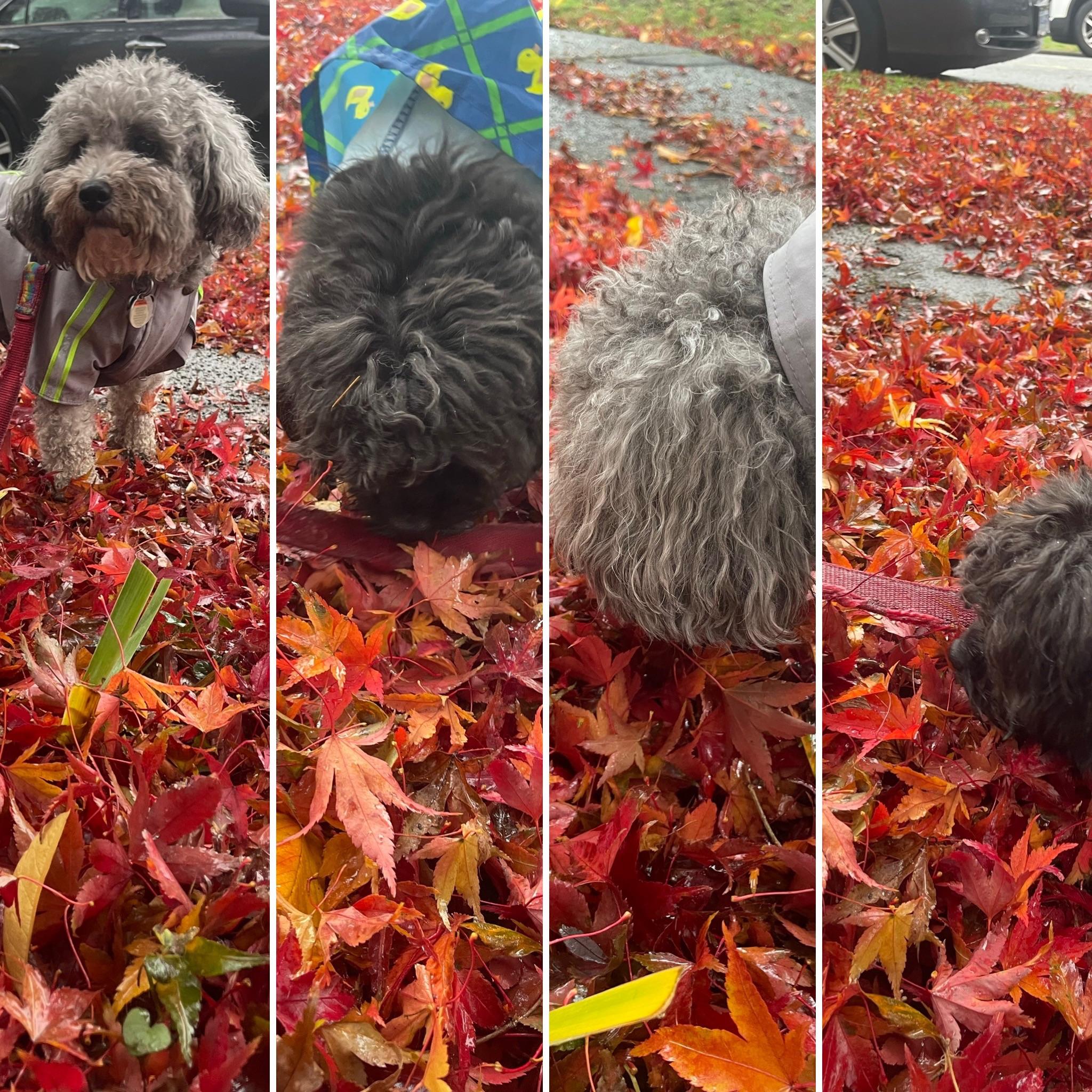 Discover more like Dogpictures: Puppies & Fall Colours 🍂🍁 and Related Content | Scrolller