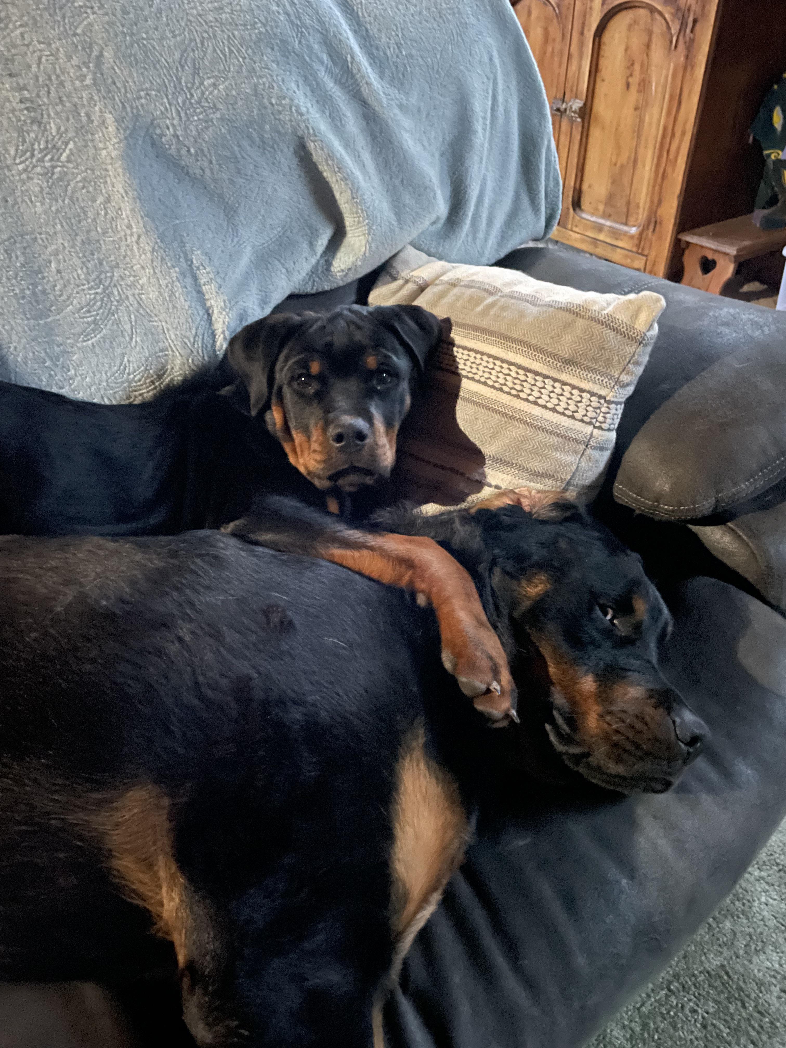 Our little Nala enjoying snuggles with Asher | Scrolller