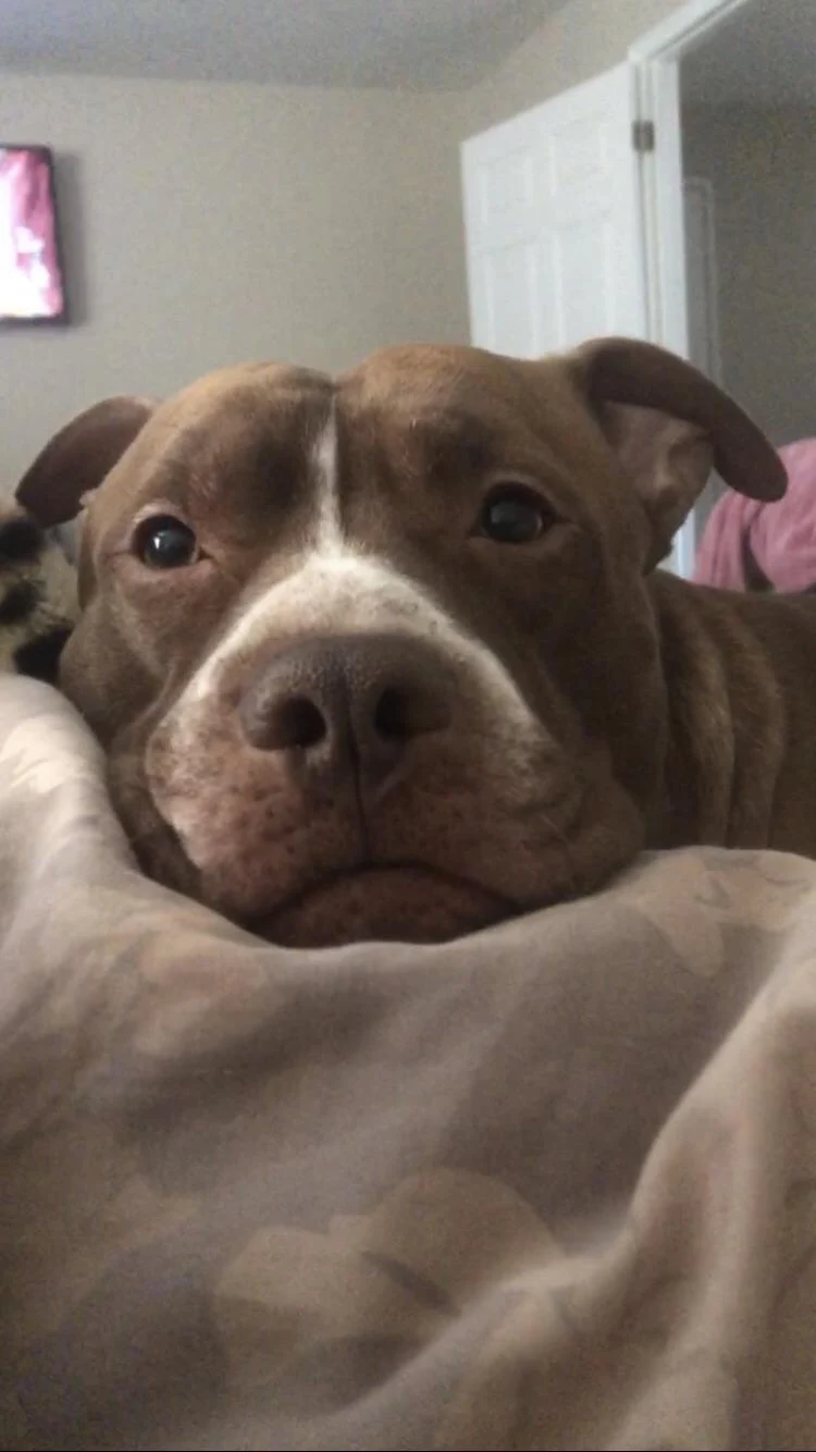 good morning from my mush | Scrolller