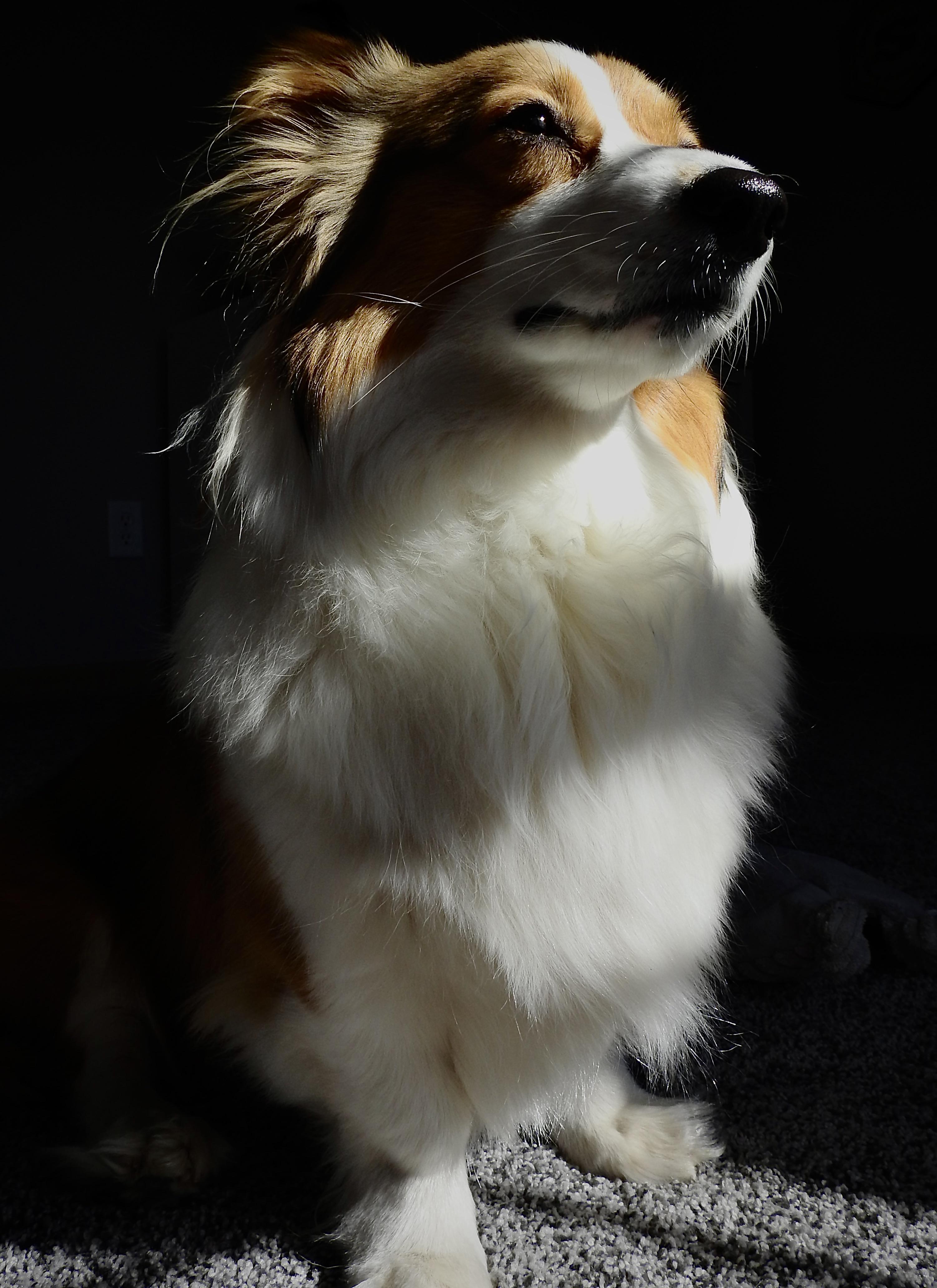 Let’s see your Corgi lookin serious! Here’s Luna deep in thought! | Scrolller