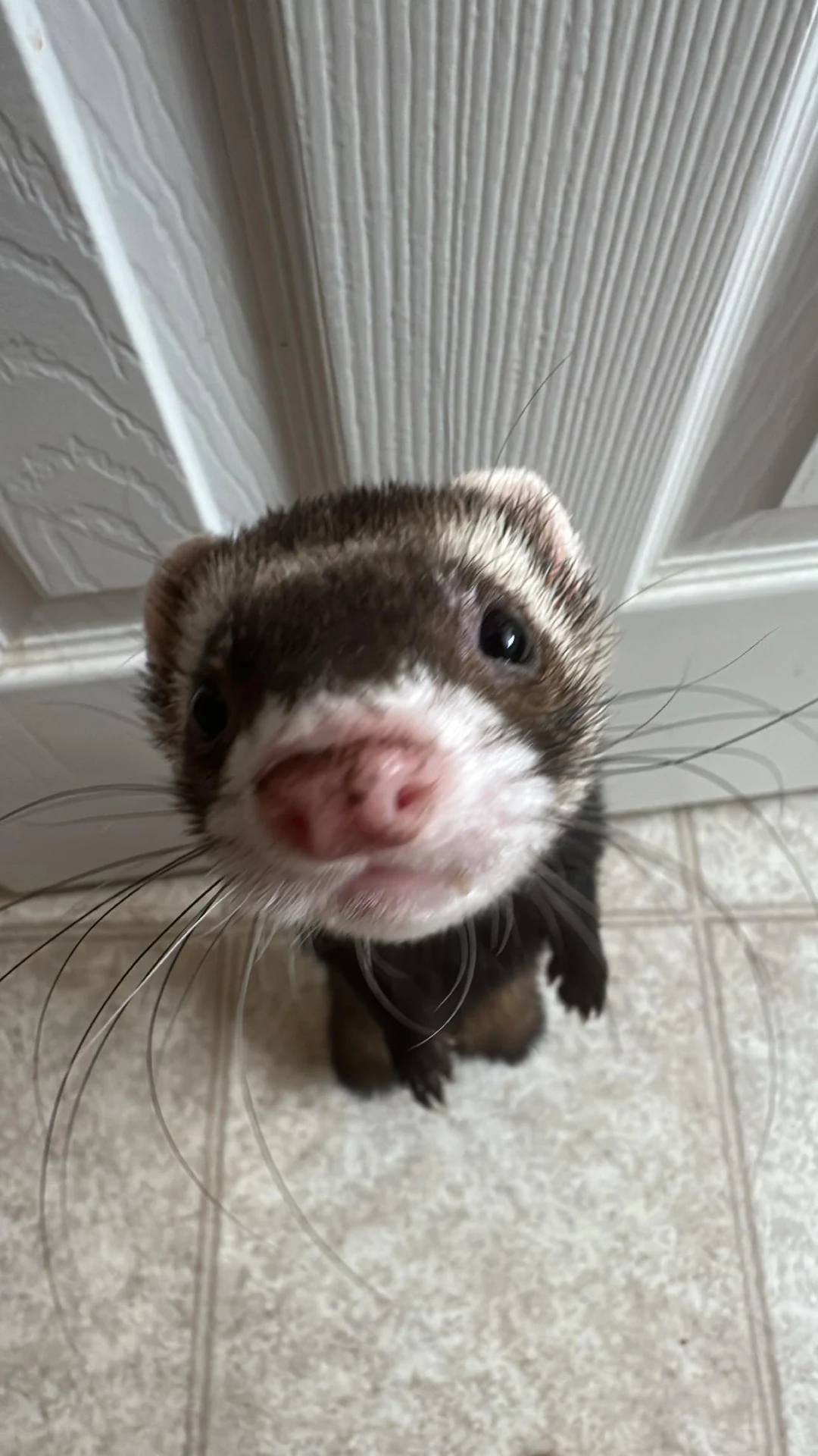 VERY excited to get this picture of poundcake | Scrolller