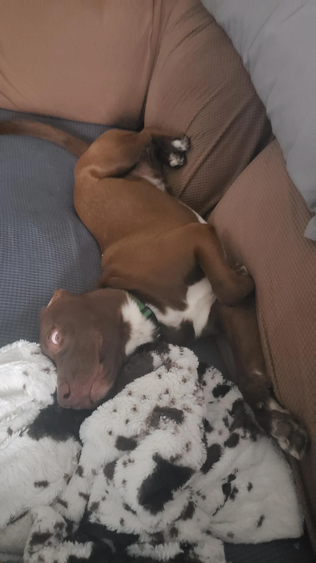 fully asleep. faced stretched back in comfort... | Scrolller