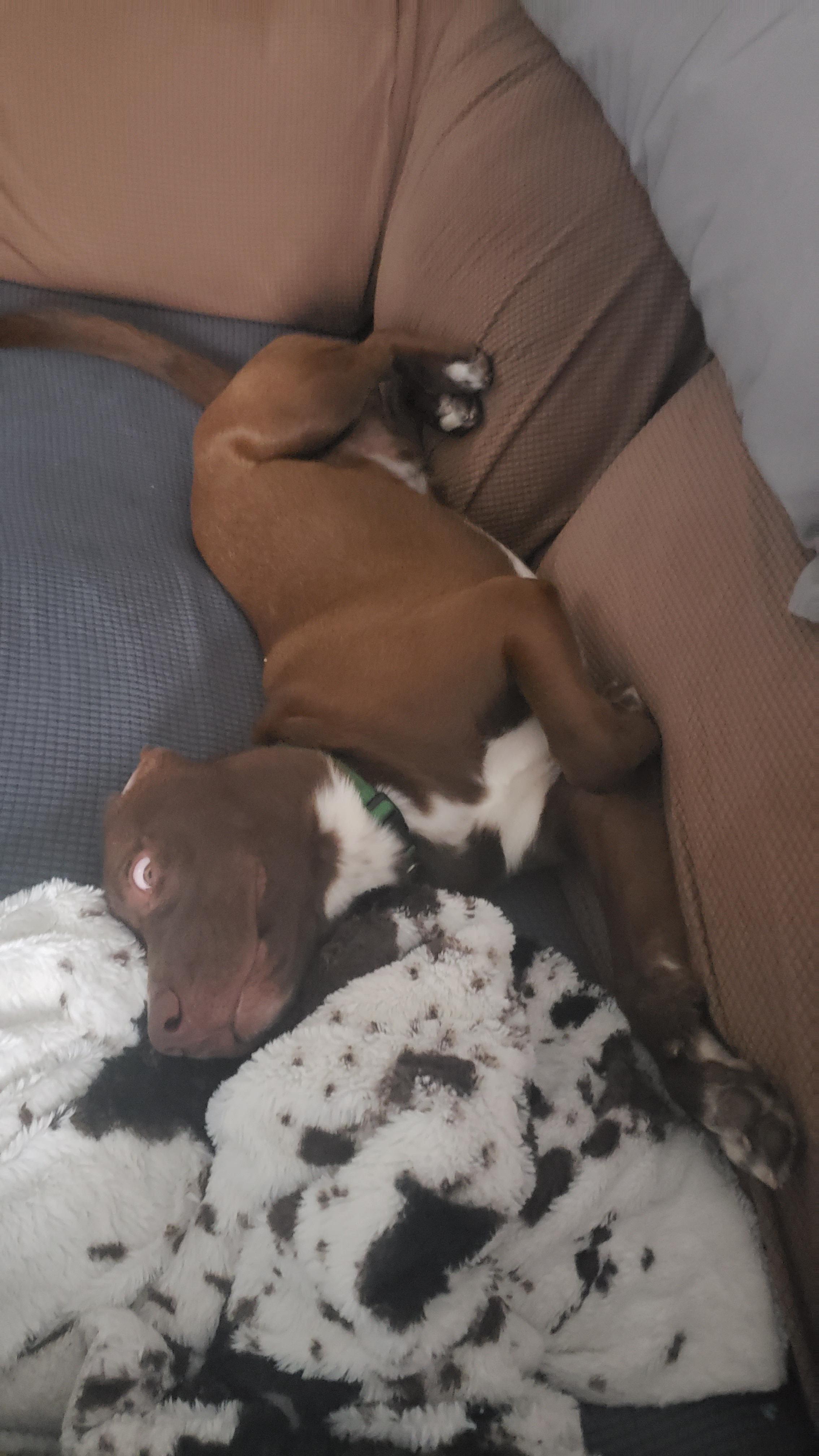 Fully asleep. faced stretched back in comfort... | Scrolller