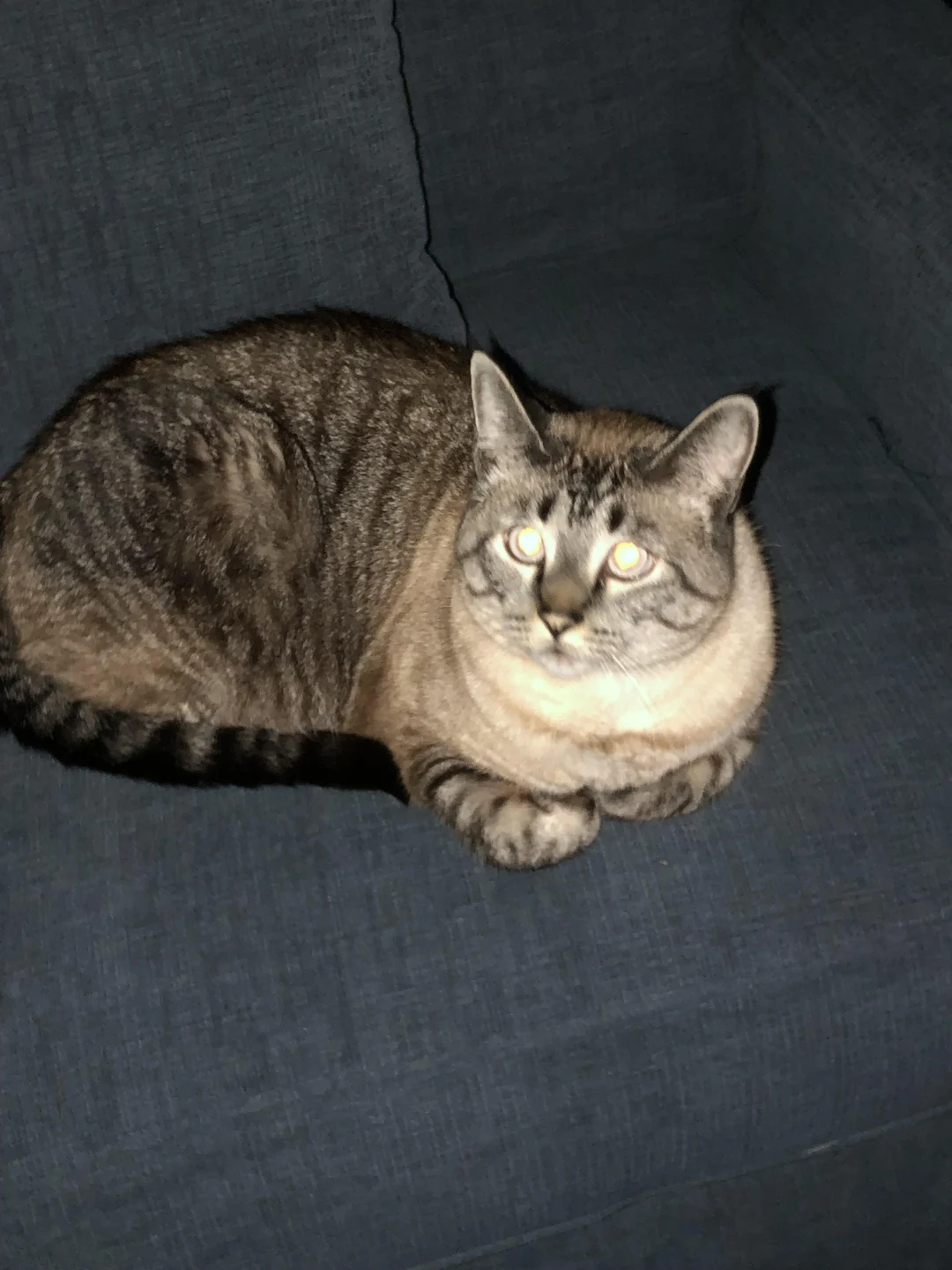 Yoshi’s first loaf. | Scrolller