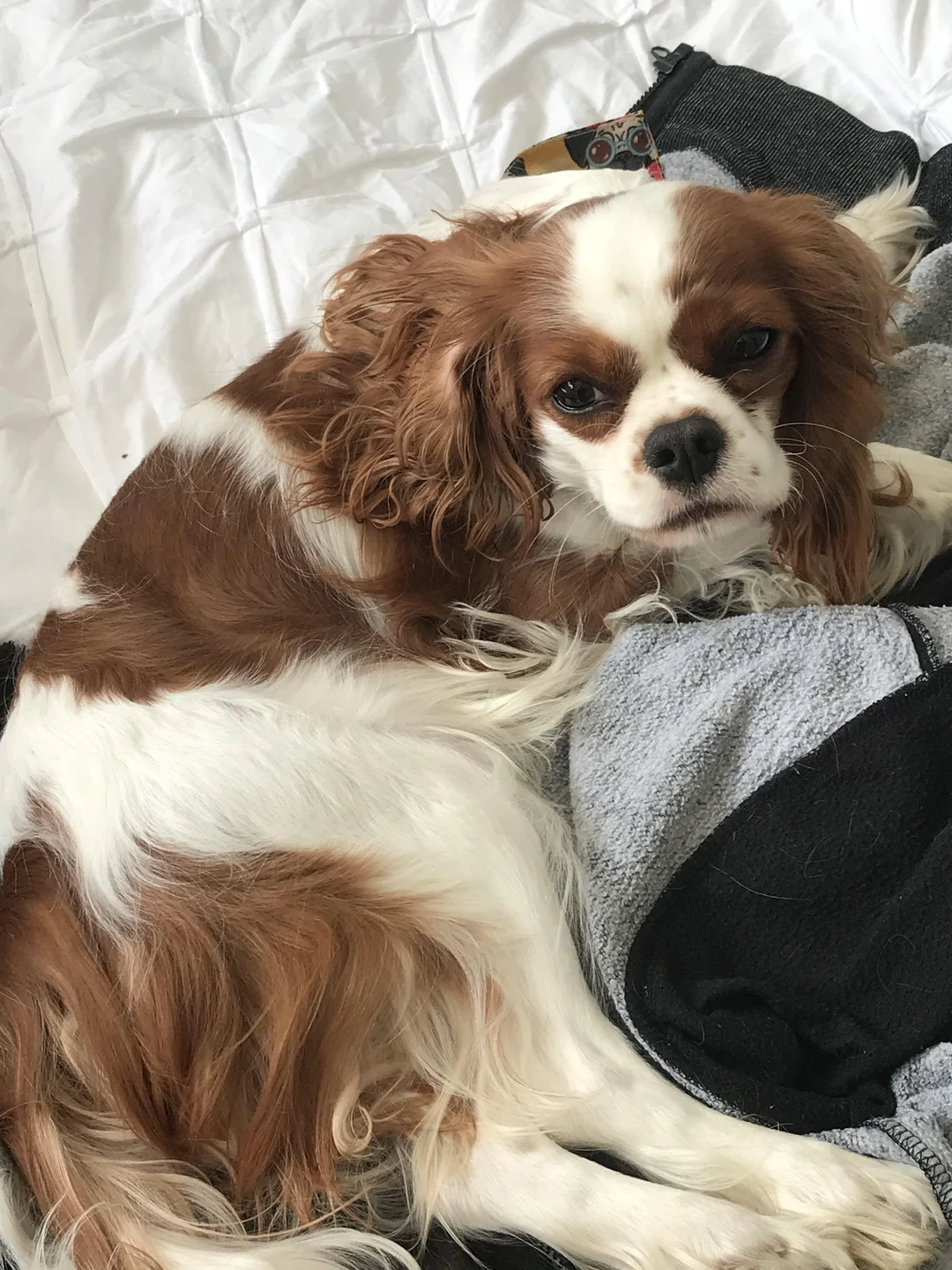Favorite picture of my cavalier king charles | Scrolller