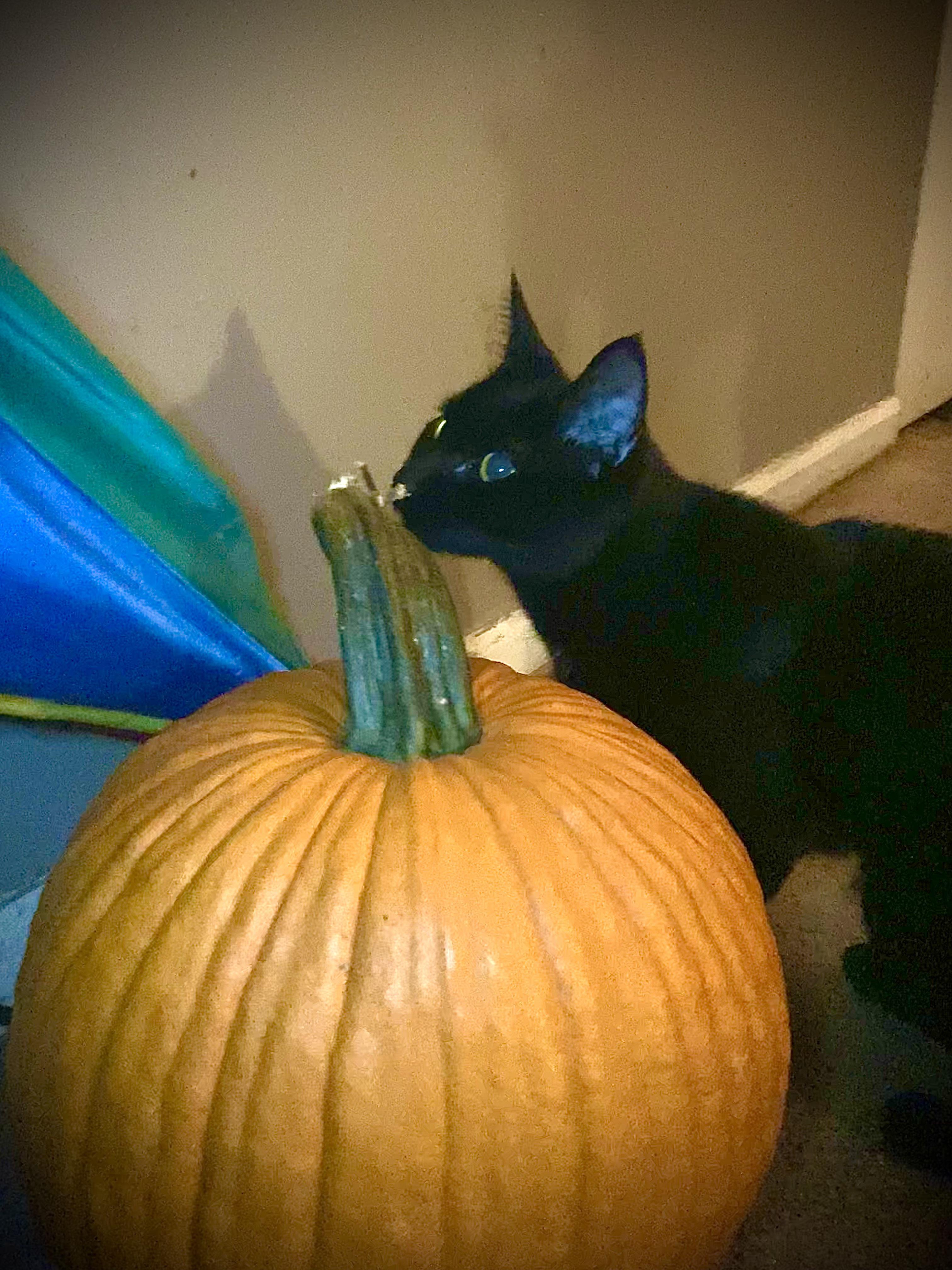 Pumpkin passes inspection. | Scrolller