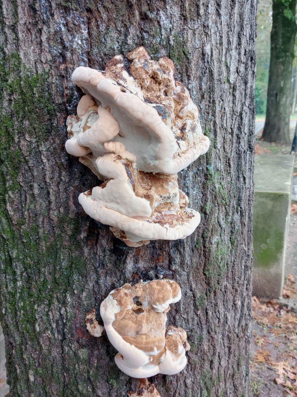 Discover more like MushroomID: I went out for a walk and saw this on a tree, can someone help me ...