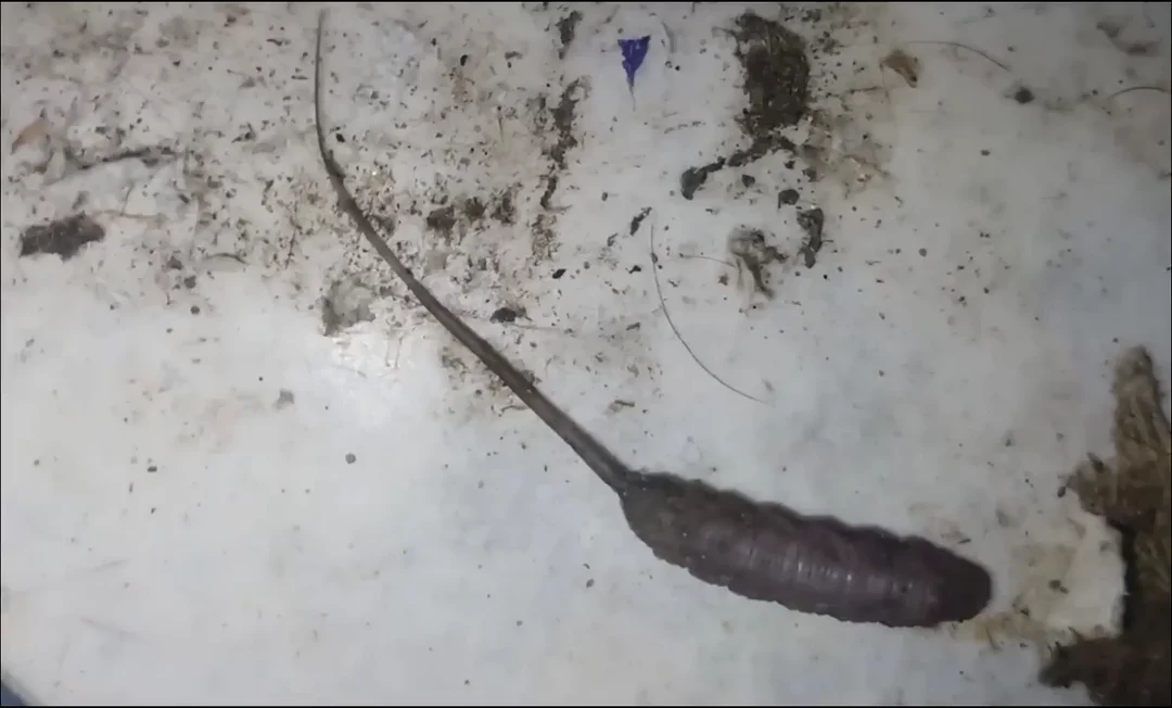 Rat tailed maggot in the outside dunny | Scrolller