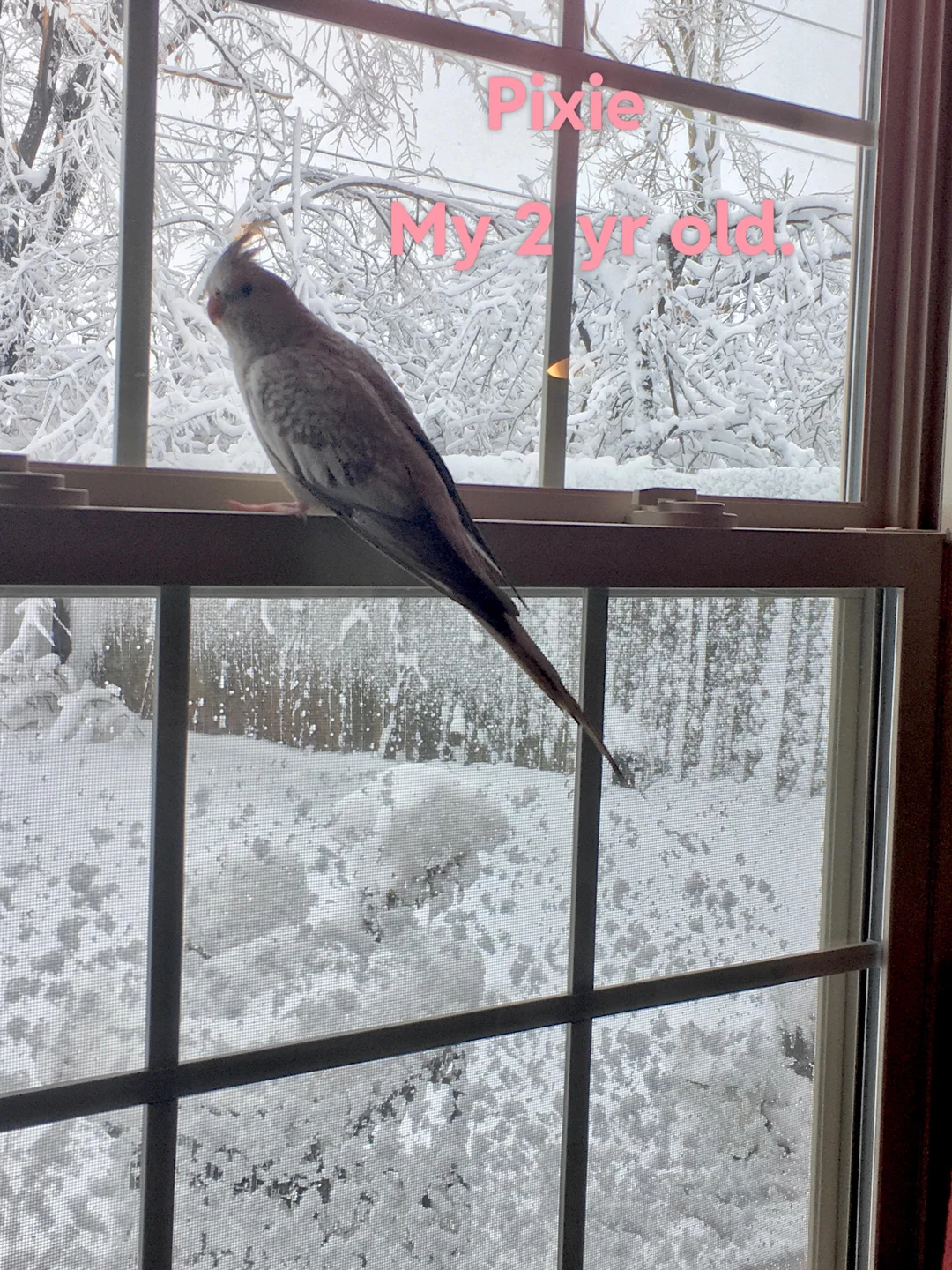 My 2 yr old, Pixie. | Scrolller