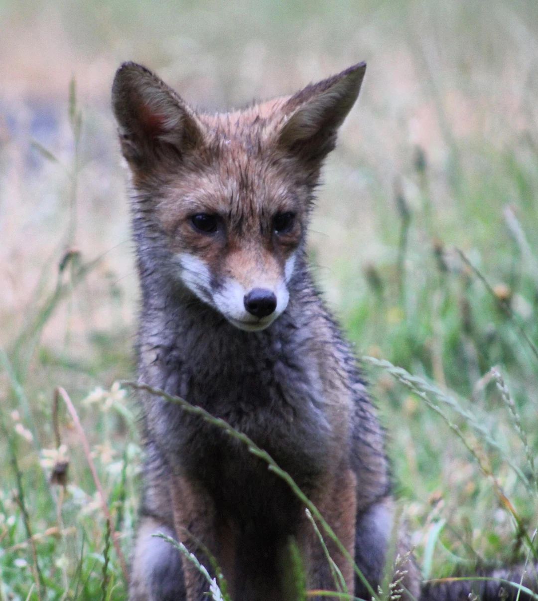 Wet Baby Dandelion. | Scrolller