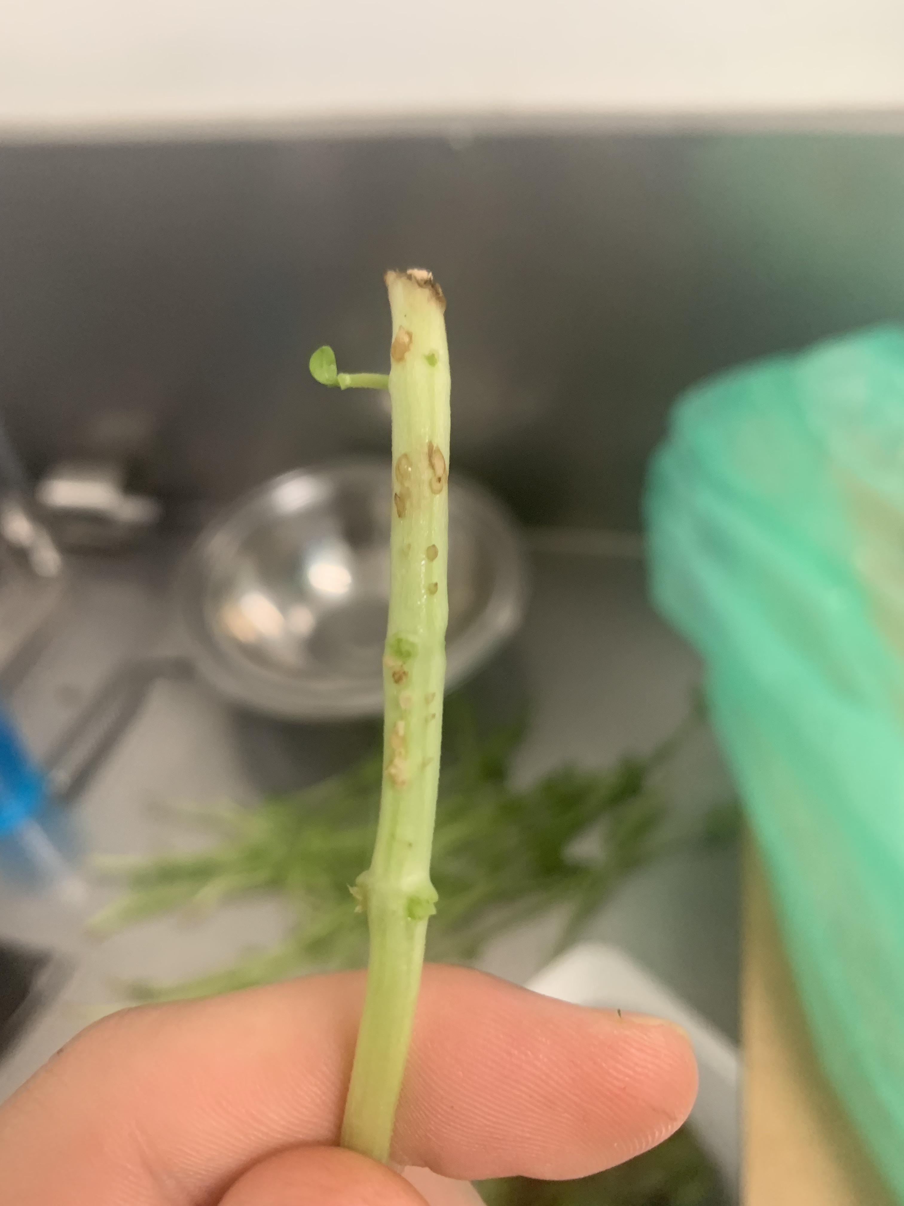 What are these bumps on my basil? | Scrolller