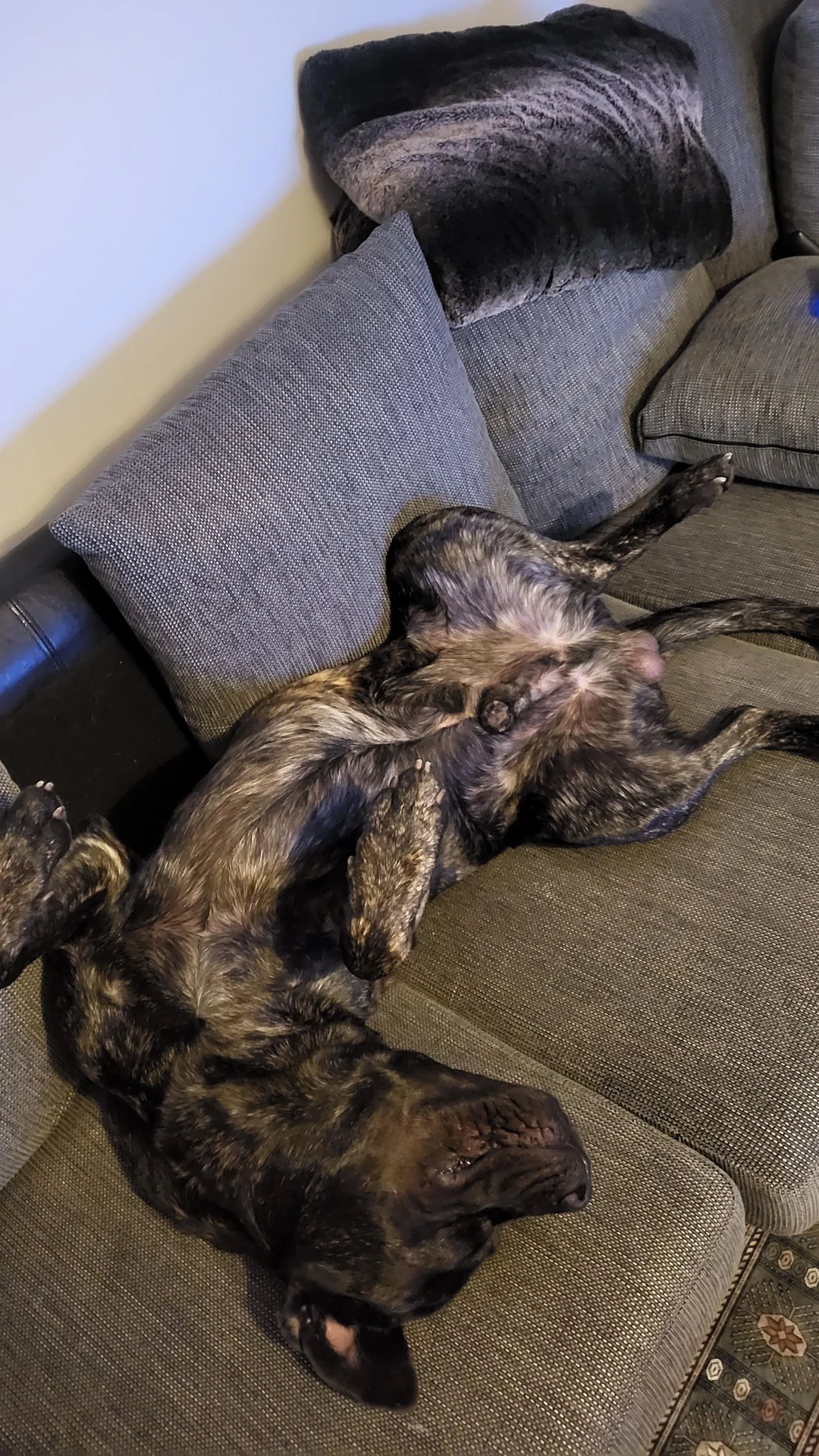 Max chill./Ownership of sofa reached | Scrolller