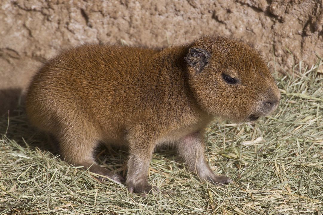 Baby Capybara | Scrolller