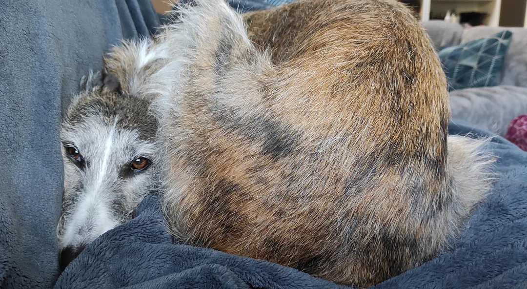 Bendy fluffy stretch noodle. | Scrolller