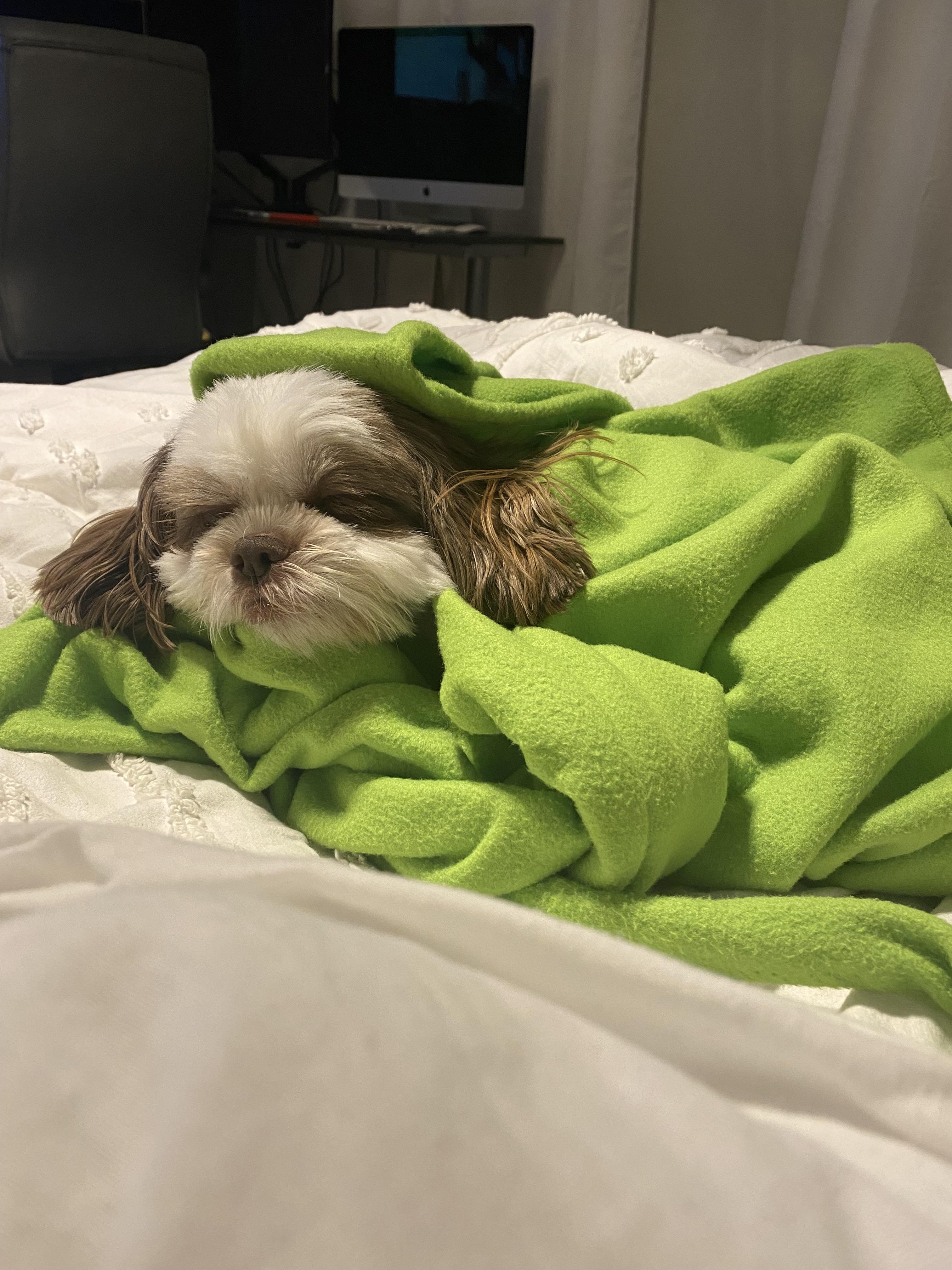 Cozy Lily Scrolller
