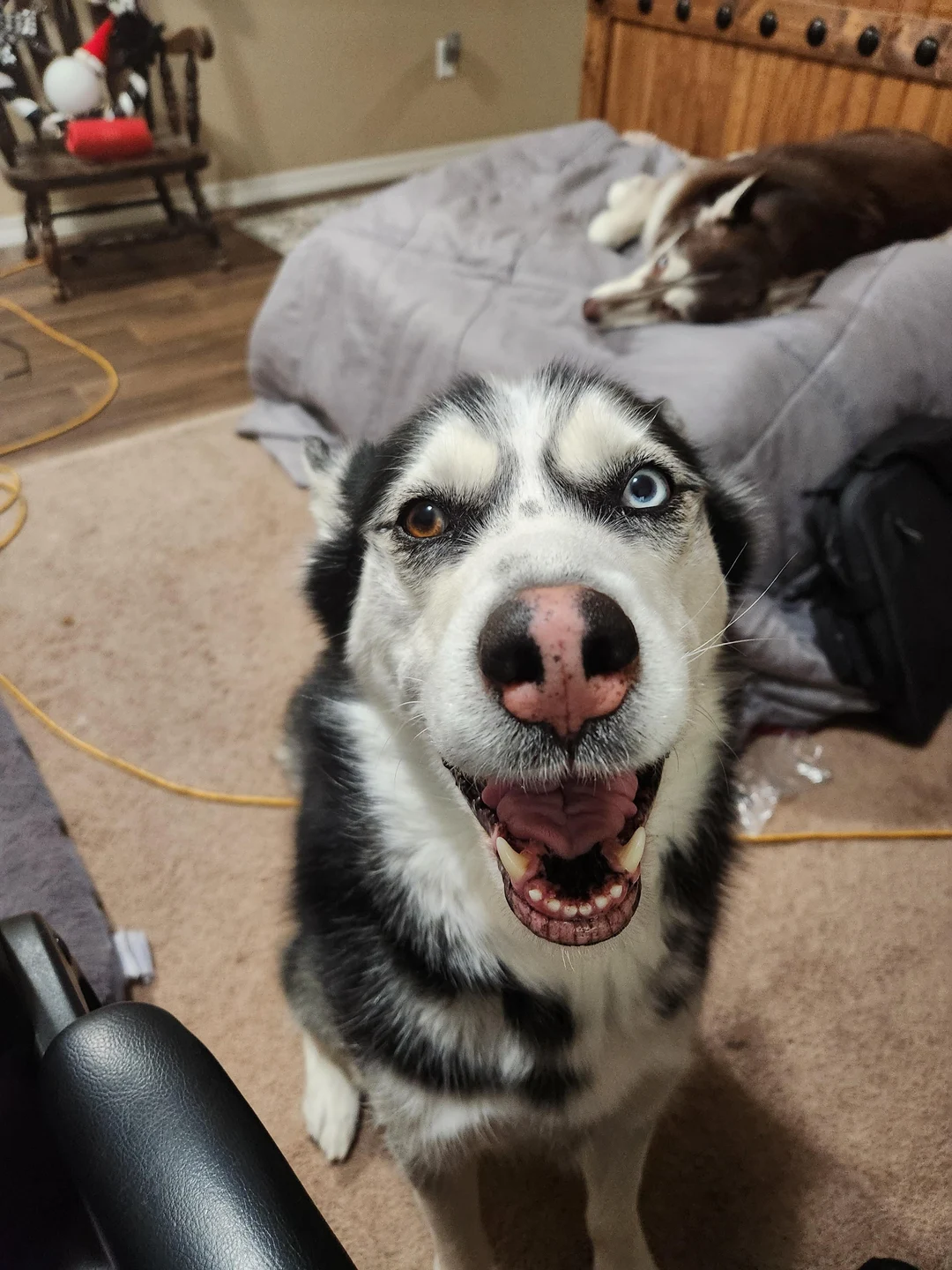 Happy and aerodynamic husky | Scrolller