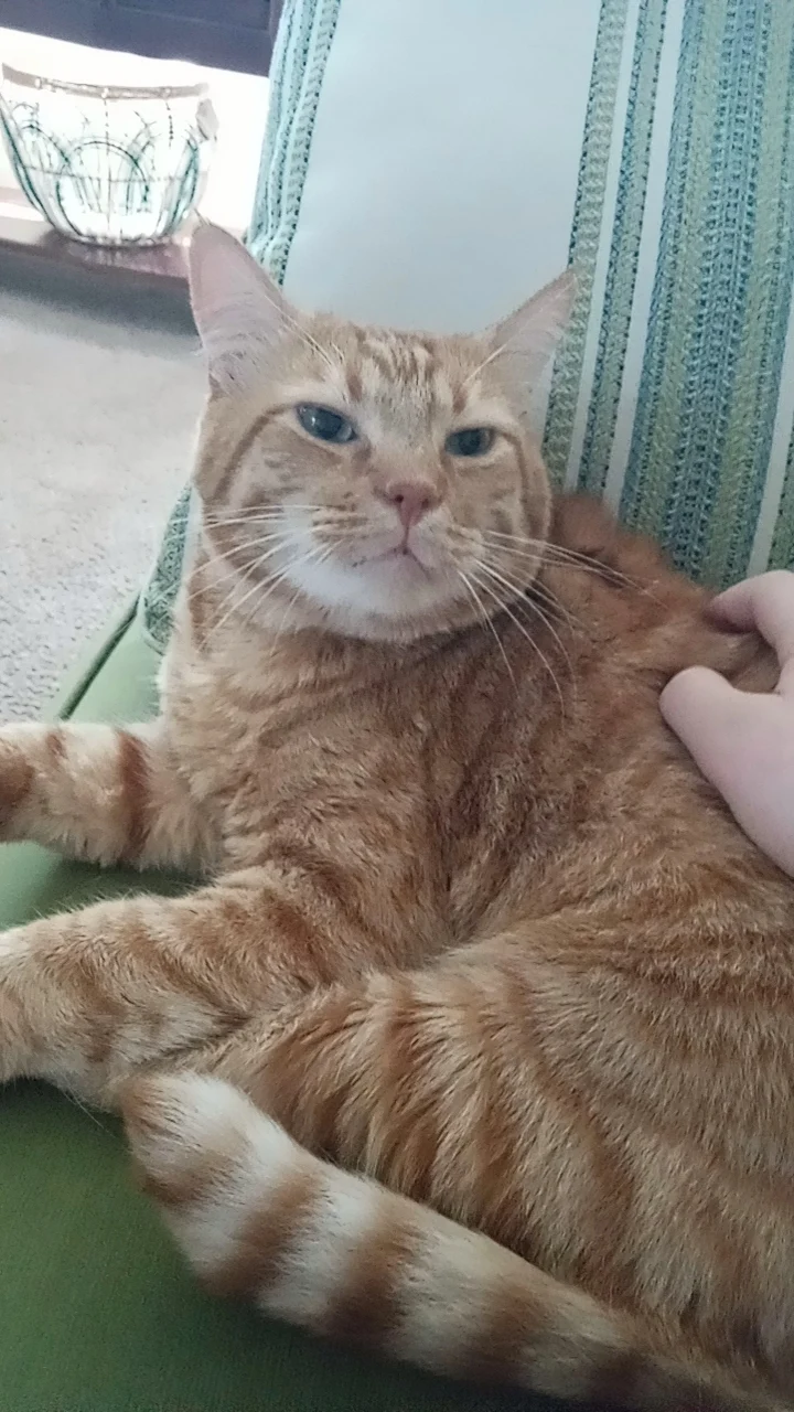 (OC) My Chonky Boi | Scrolller