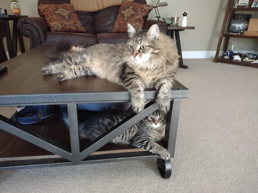 Double Decker Floof Sandwich | Scrolller