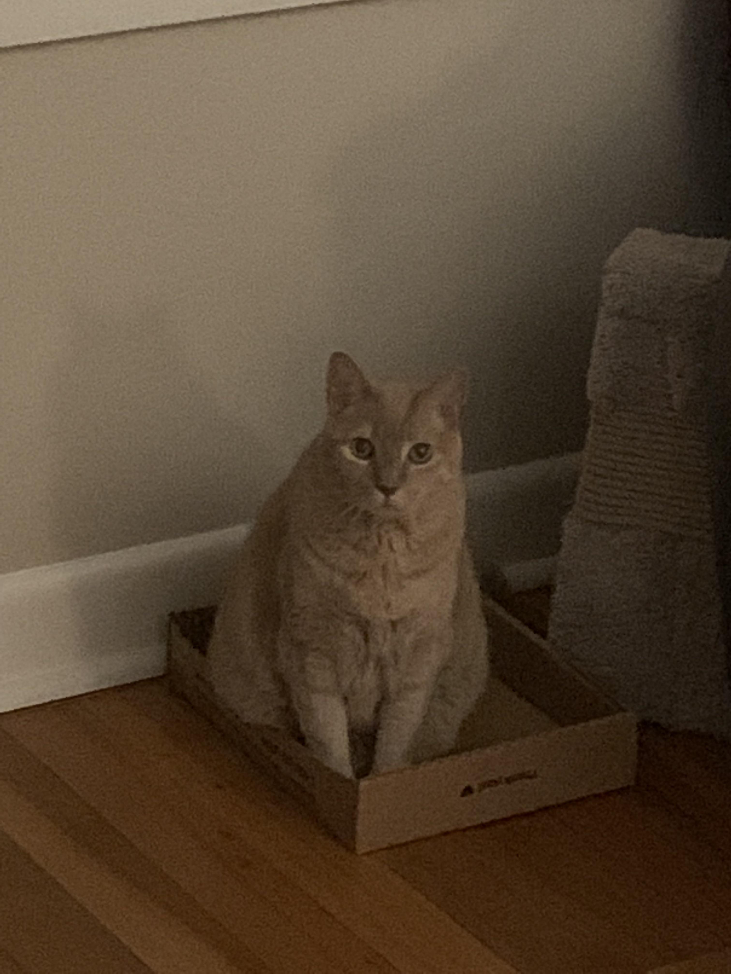 Otis in a box pt2 | Scrolller