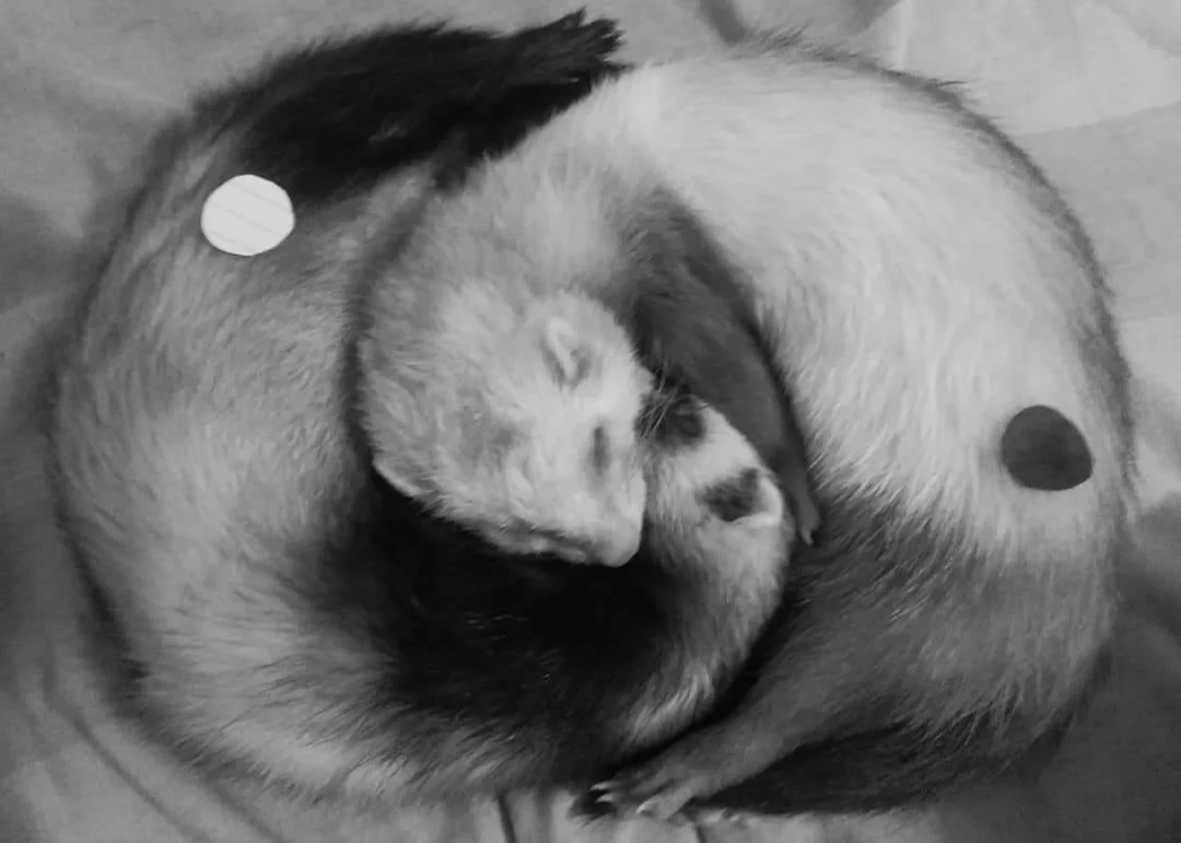 yin yang ferret | Scrolller