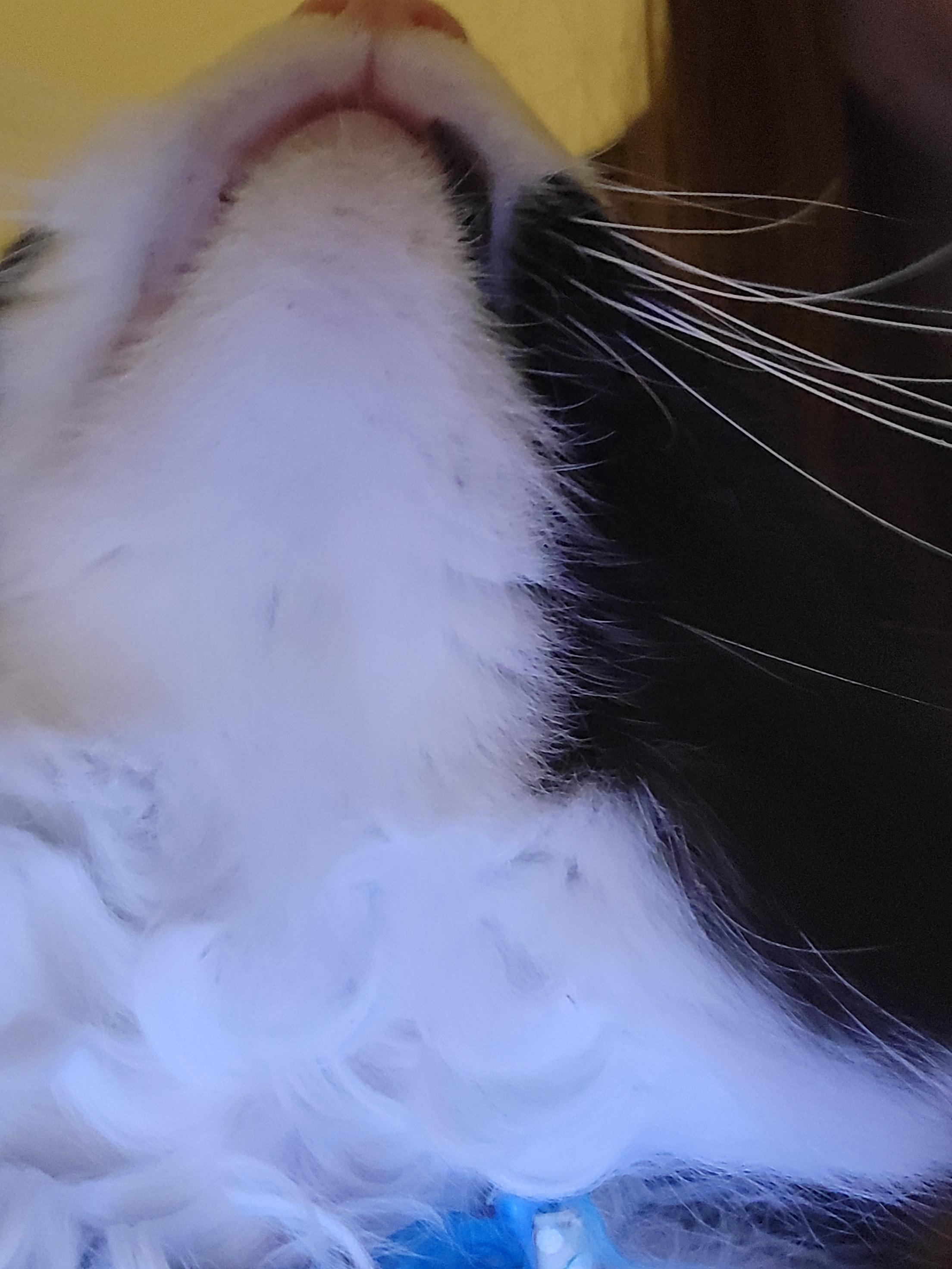 Elijah is ready for you to tickle his chin. He loves it. | Scrolller