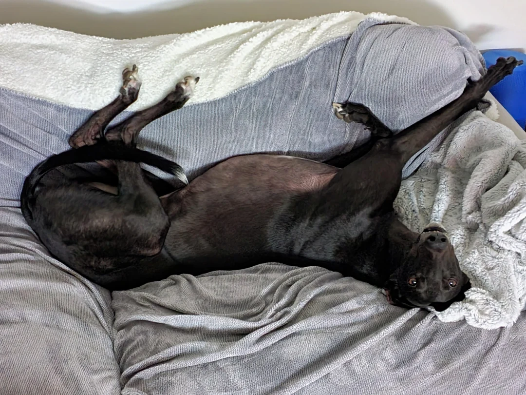 Introducing Jeffedia Jefferson | Scrolller