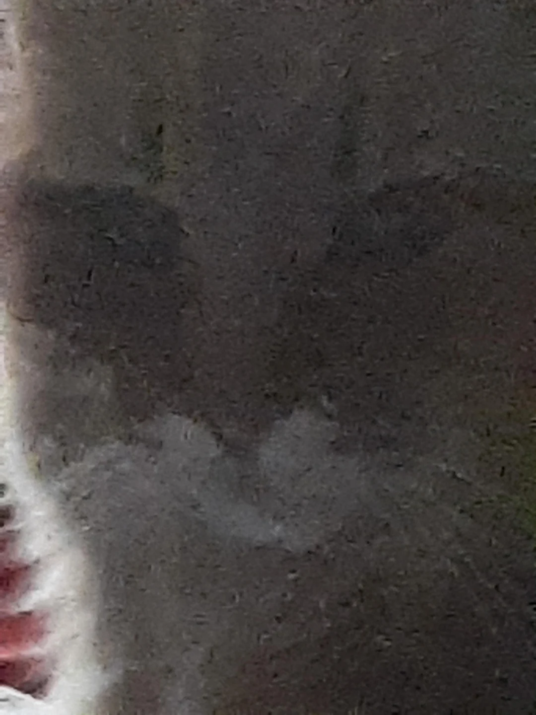 Blurry Picture of a cat | Scrolller