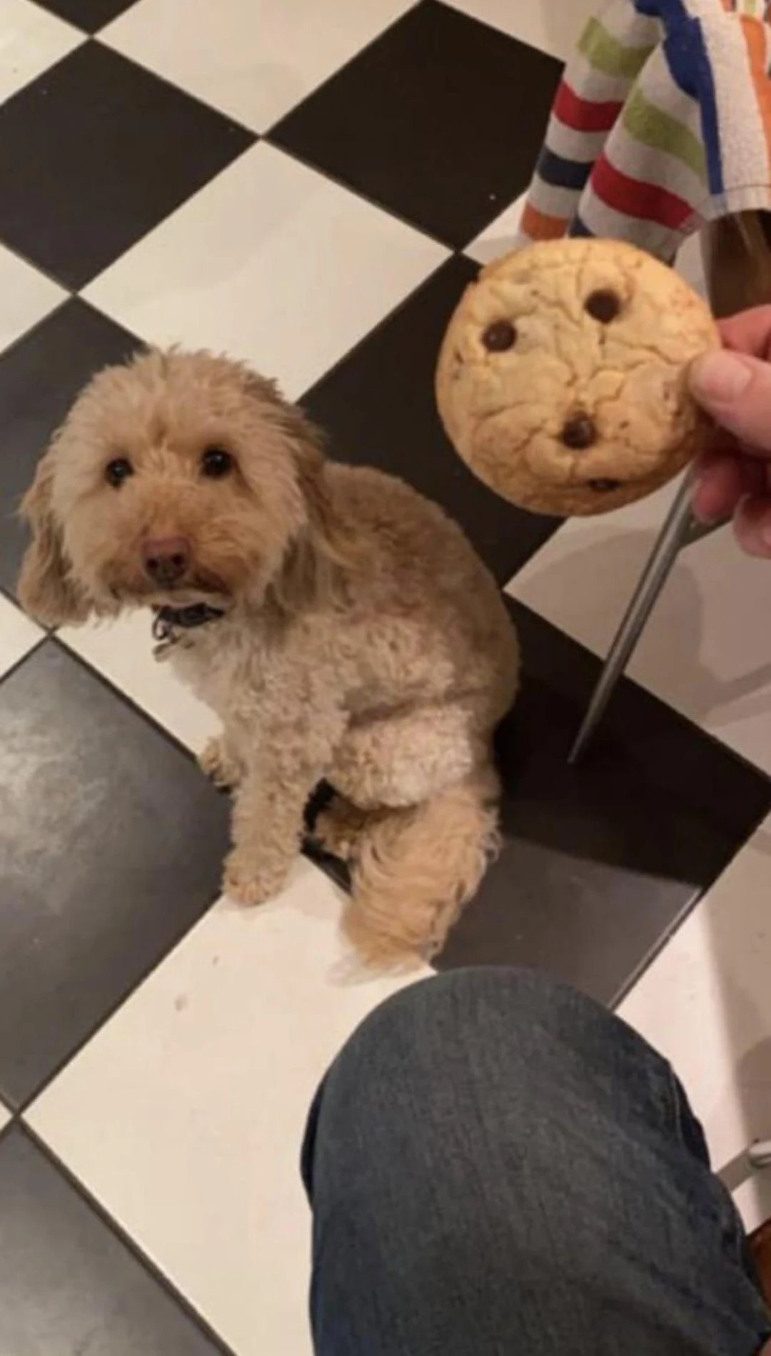 It was almost a shame to eat it. (and then we ate the cookie too) | Scrolller