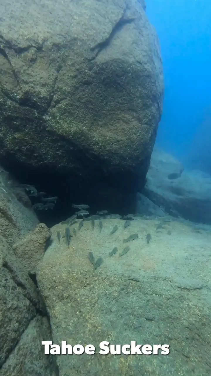 Lake Tahoe fishy highlights | Scrolller