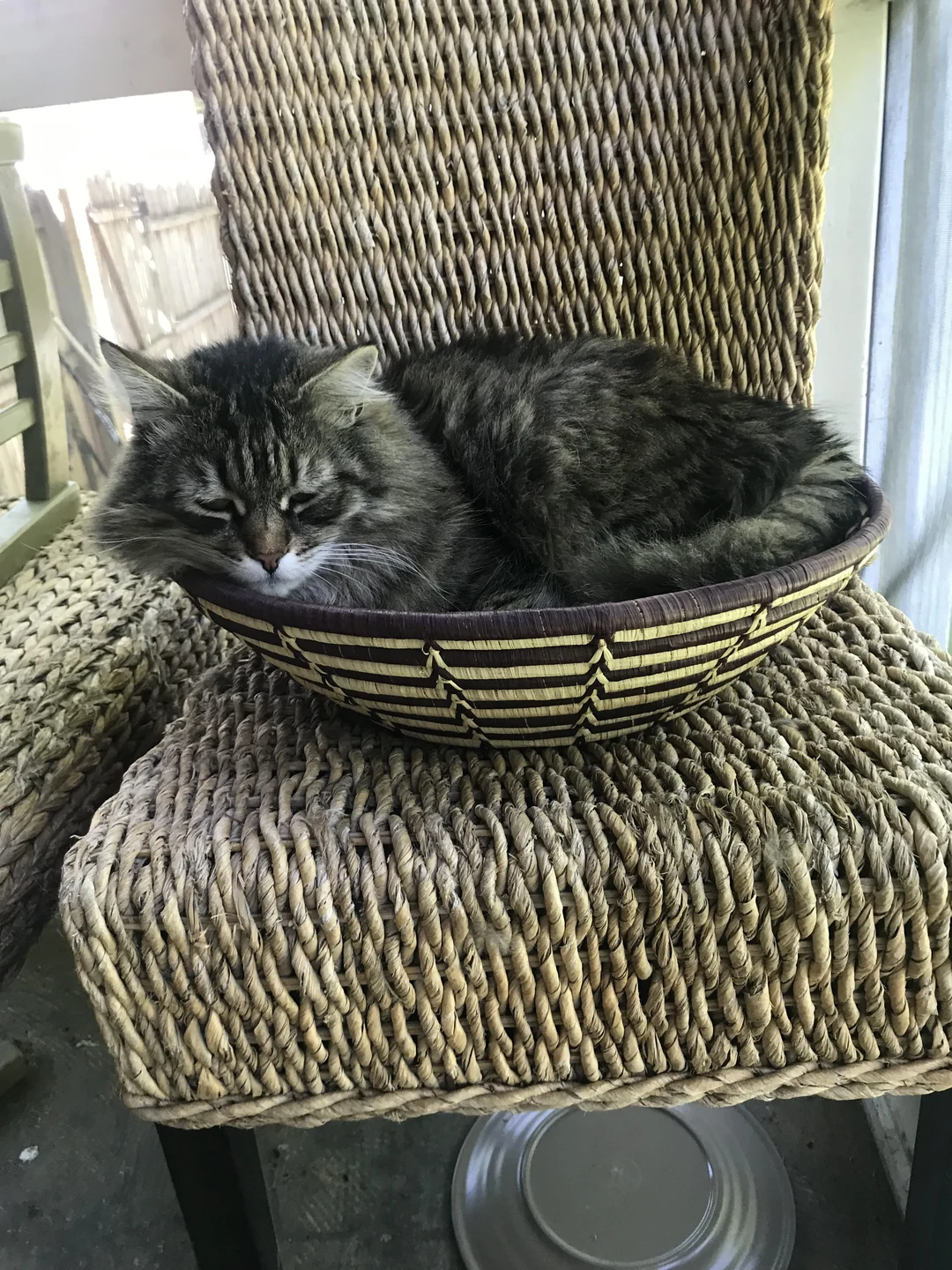 Lucho in his cage. | Scrolller