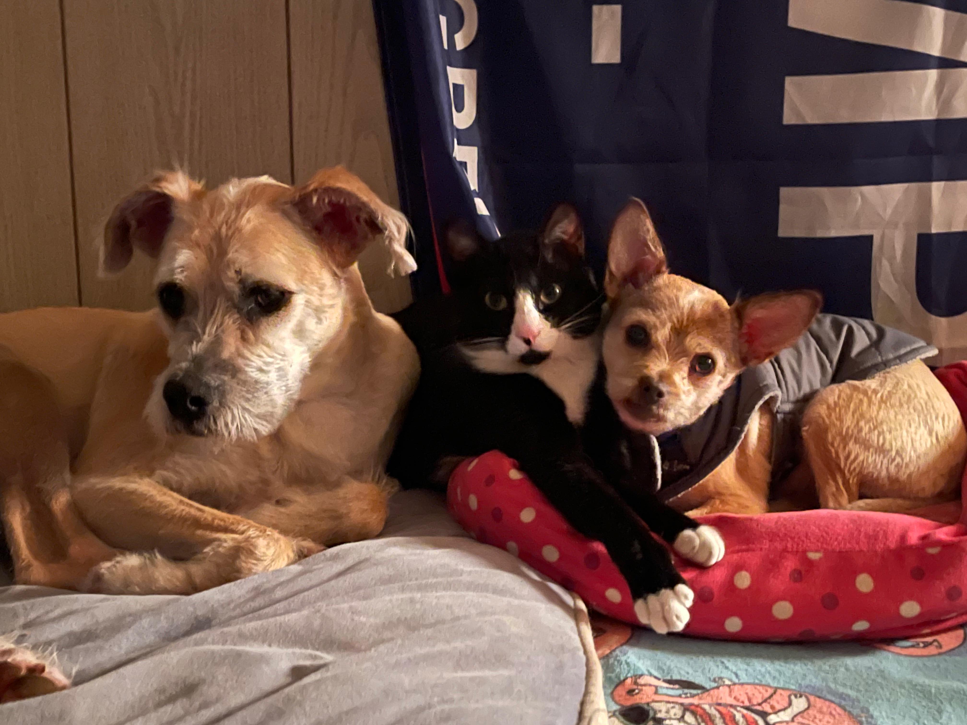 My Tuxedo | Scrolller