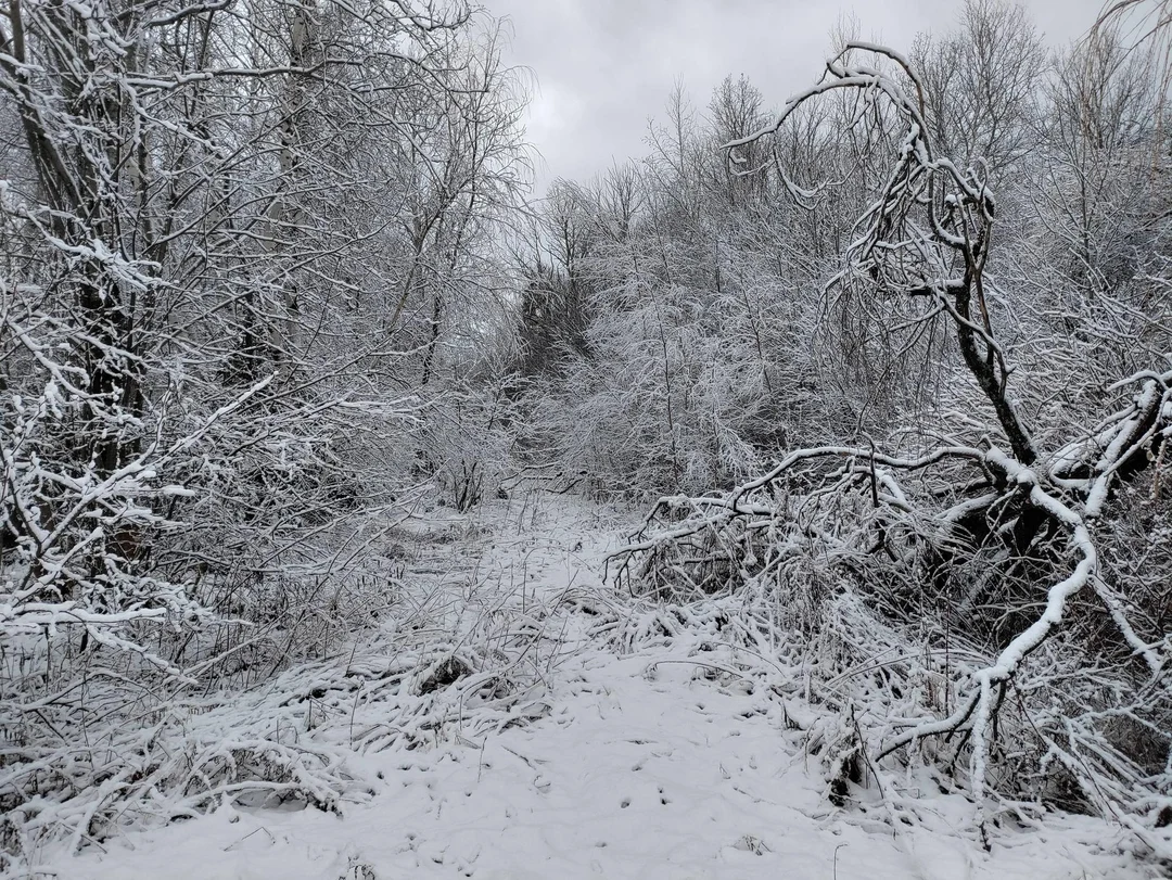 Fresh Snowfall | Scrolller