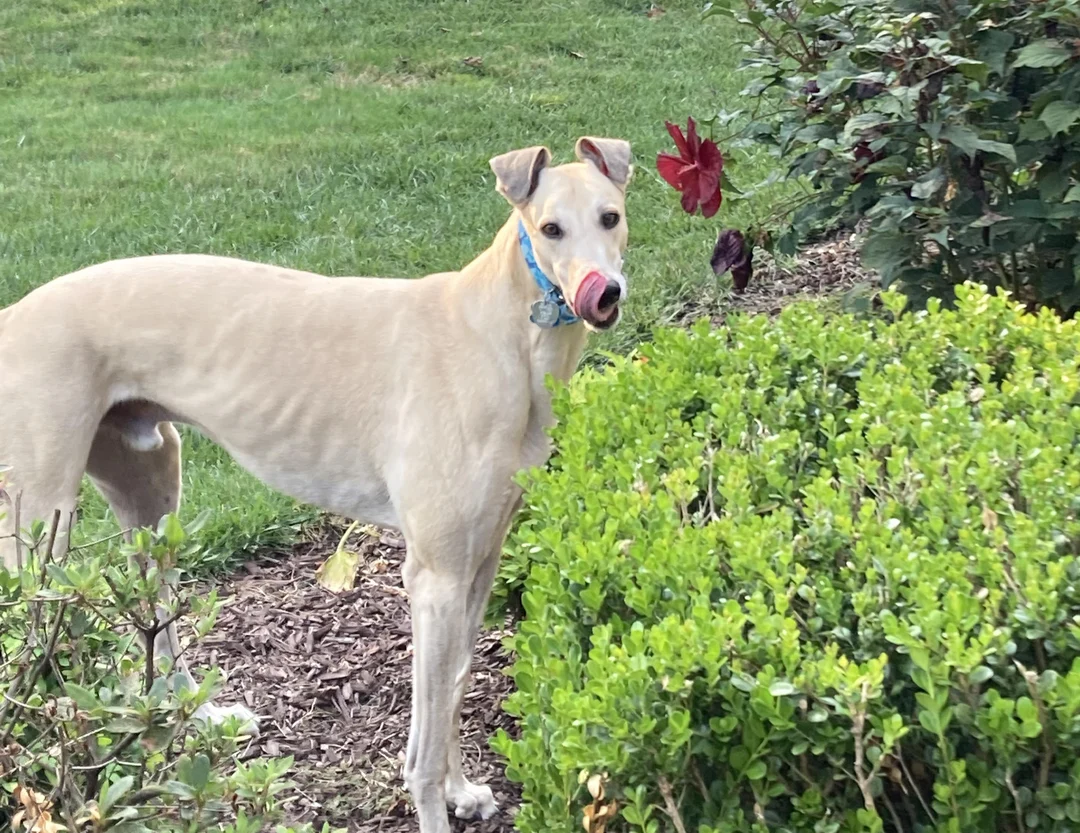 My boy hunting rabbits in our backyard. I love his ears. | Scrolller