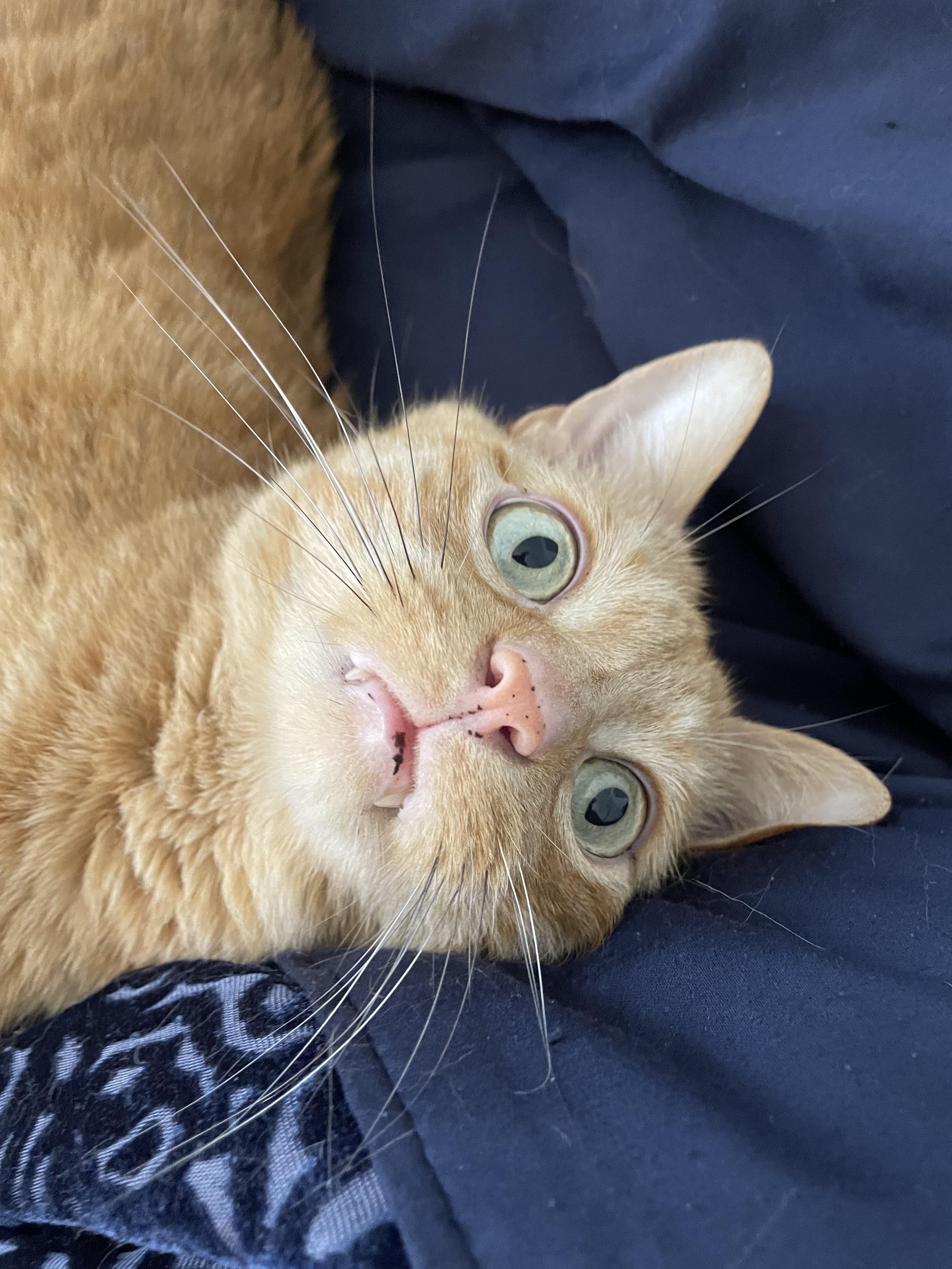 Happy birthday, Leo! (OC) | Scrolller