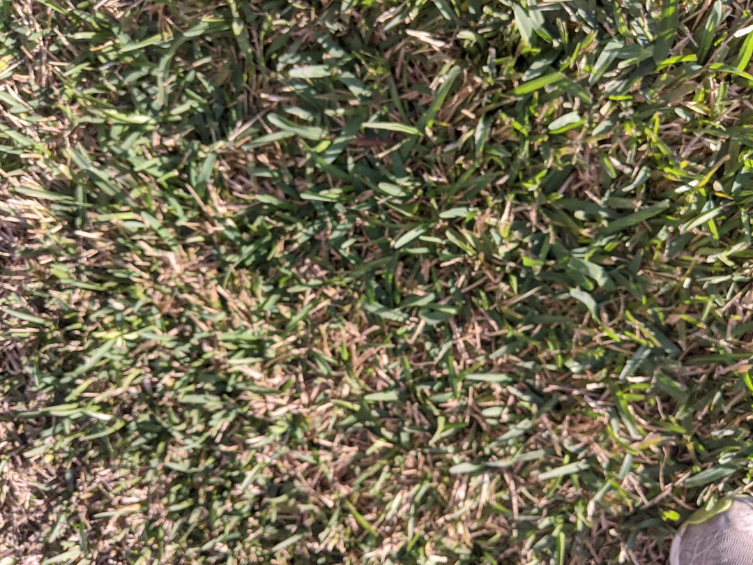 Is this Flying Scot in good or bad shape? | Scrolller