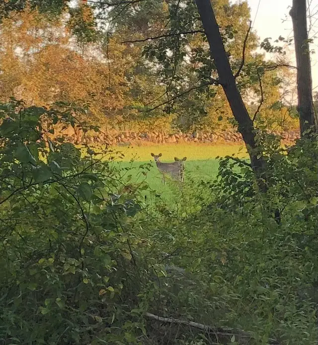 A couple of deer 🦌 on the bike 🚴 path | Scrolller