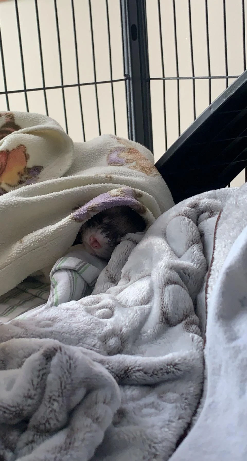 Mid Day Nap | Scrolller