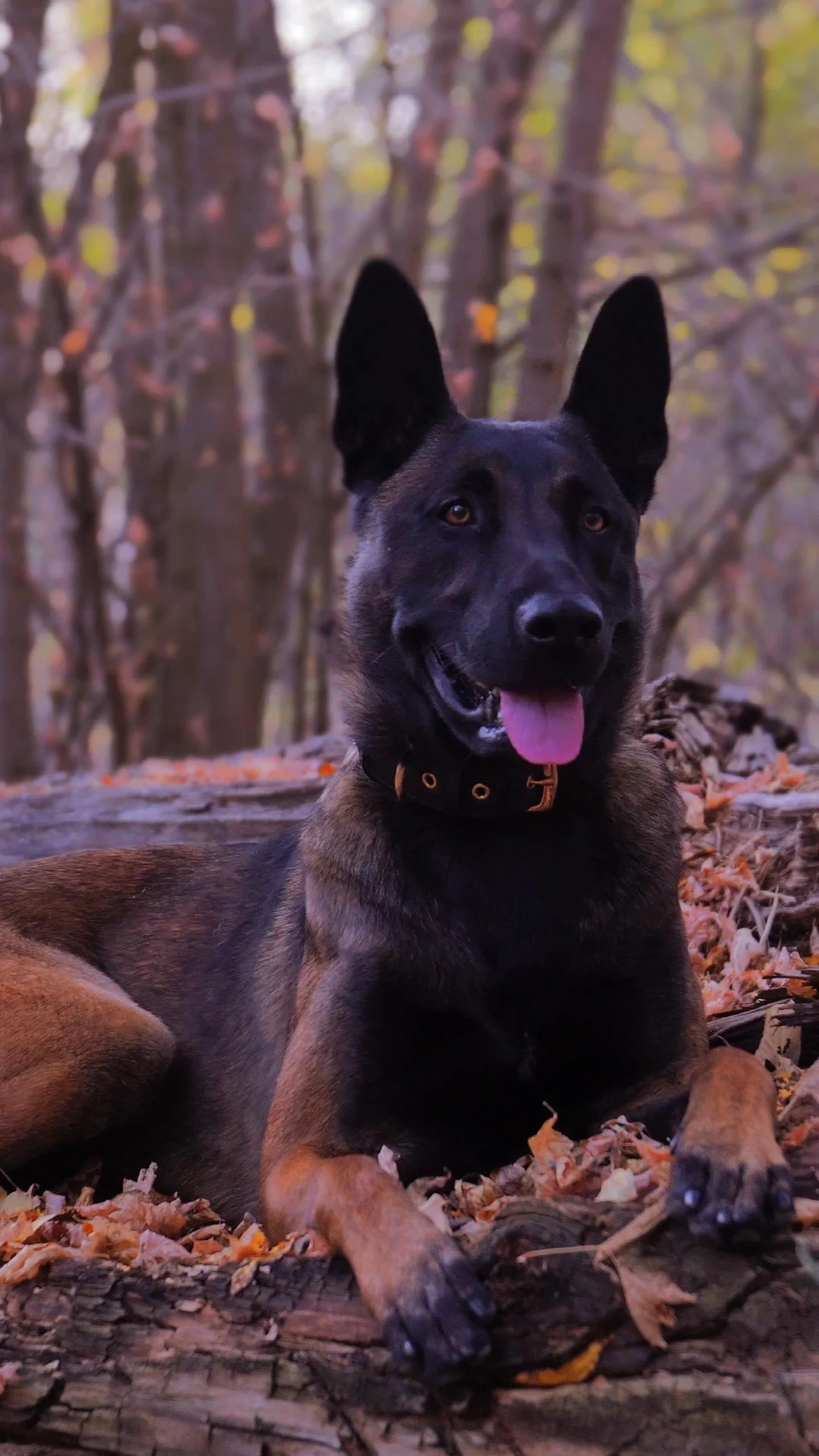 Belgian Malinois | Scrolller