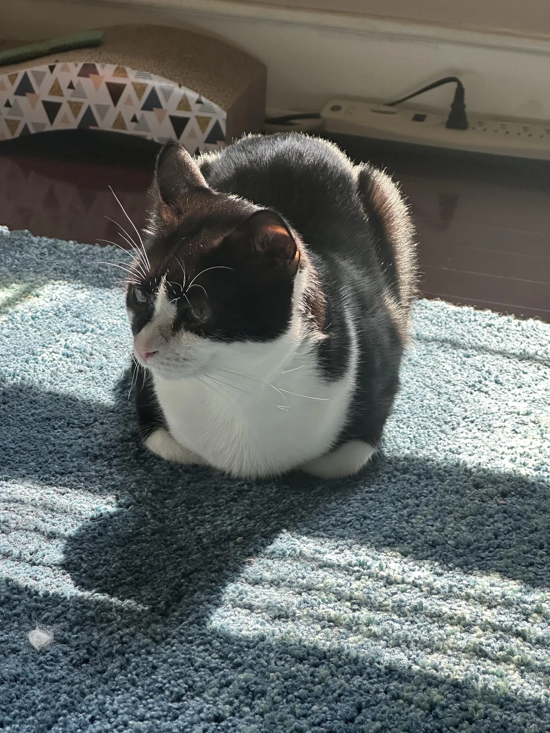 Our youngest made his first full loaf! It’s a little harder for him since he’s a poly (big ...