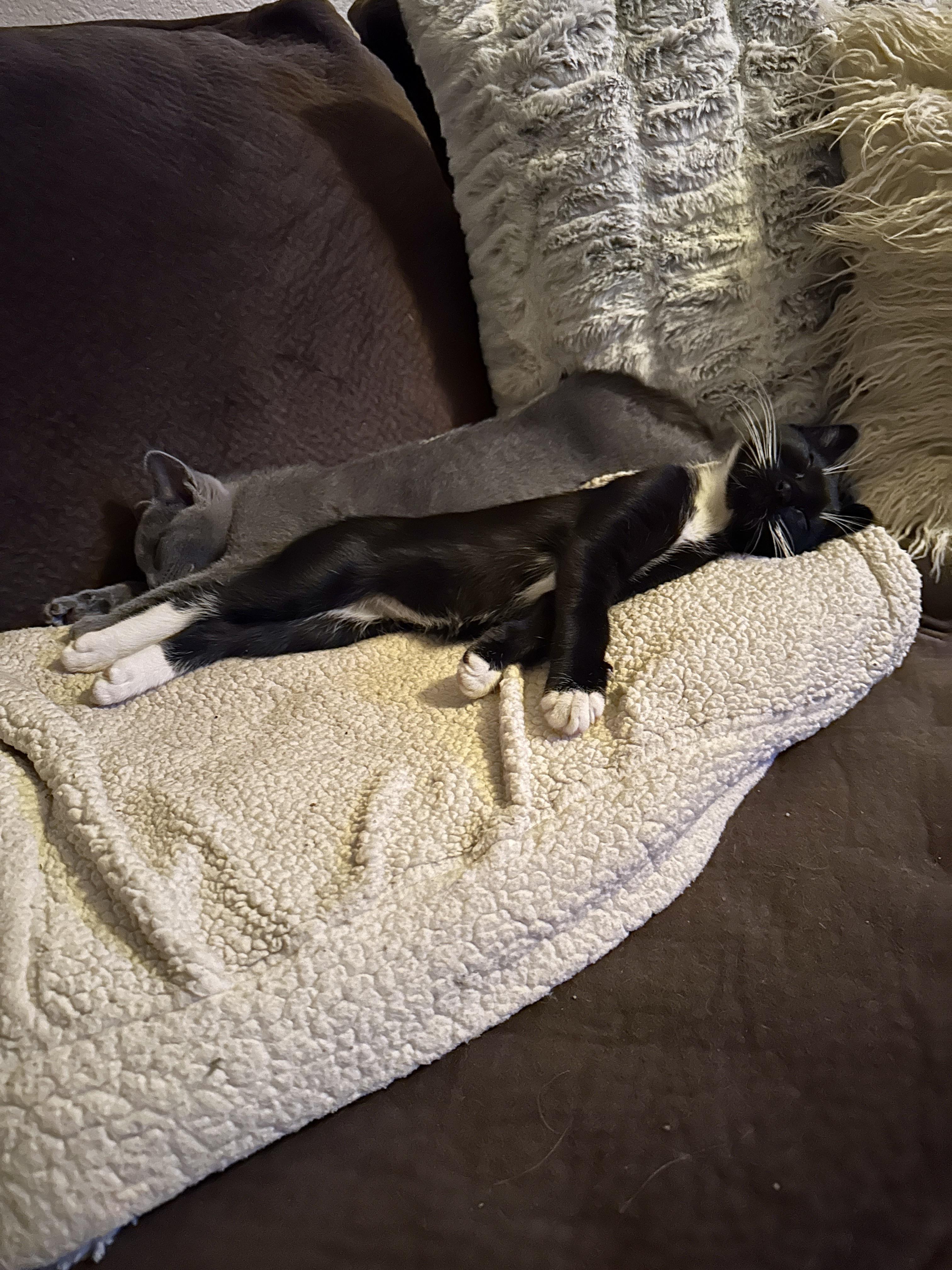 The happy girls Smokey and Muffin | Scrolller