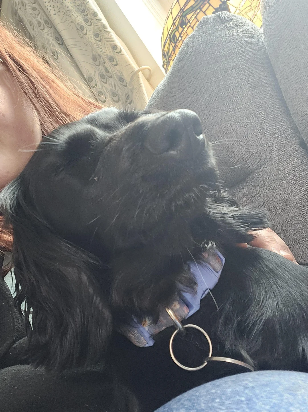 A very sleepy doggo | Scrolller